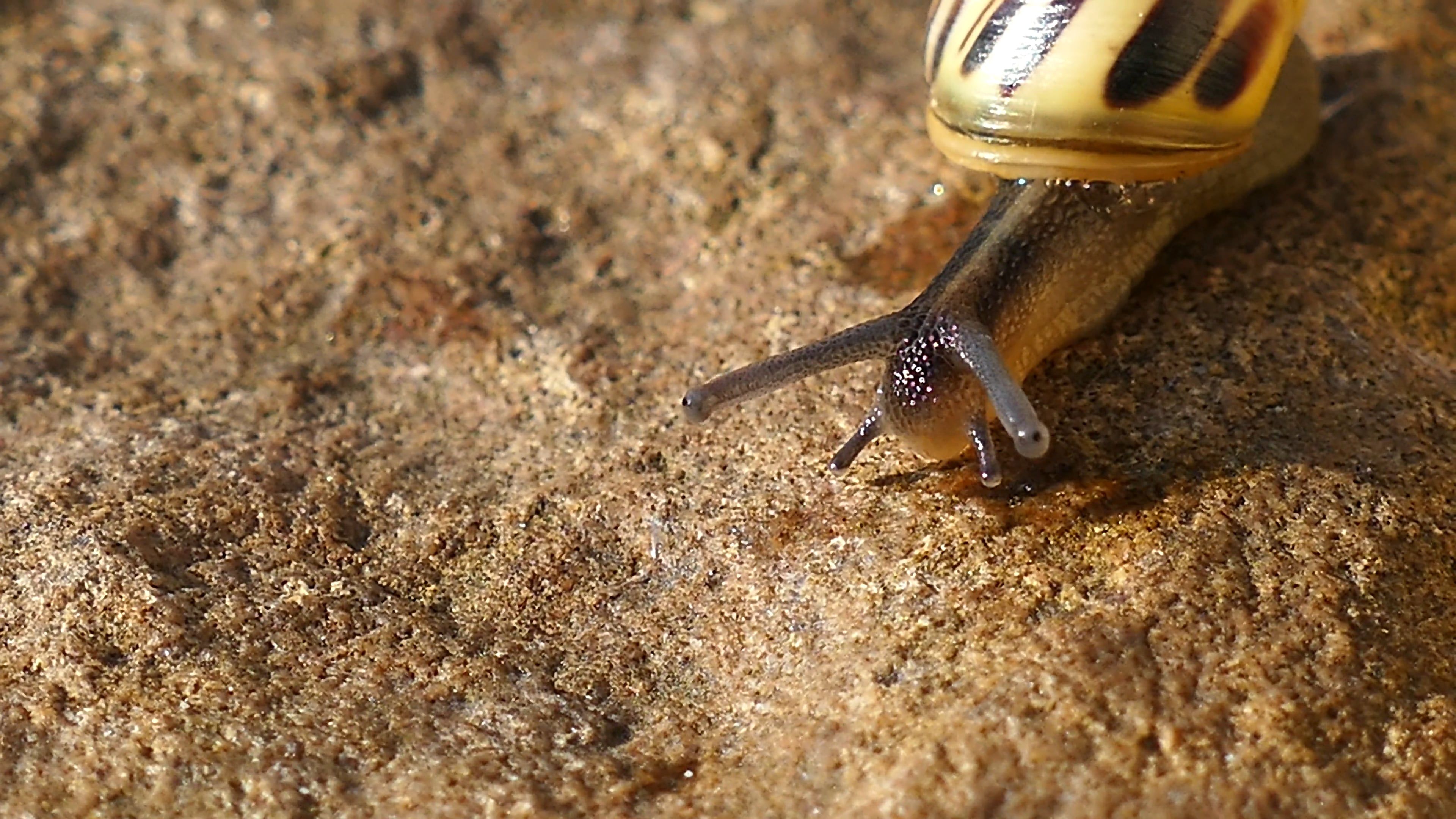 Snail Slowly Moving Free Stock Video Footage, Royalty-Free 4K & HD ...
