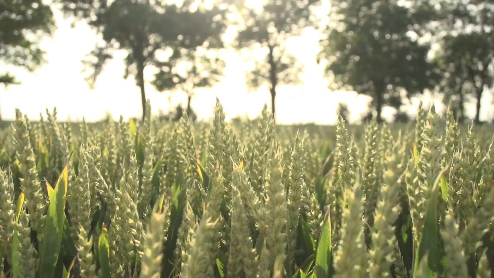 Video Of Cropland · Free Stock Video
