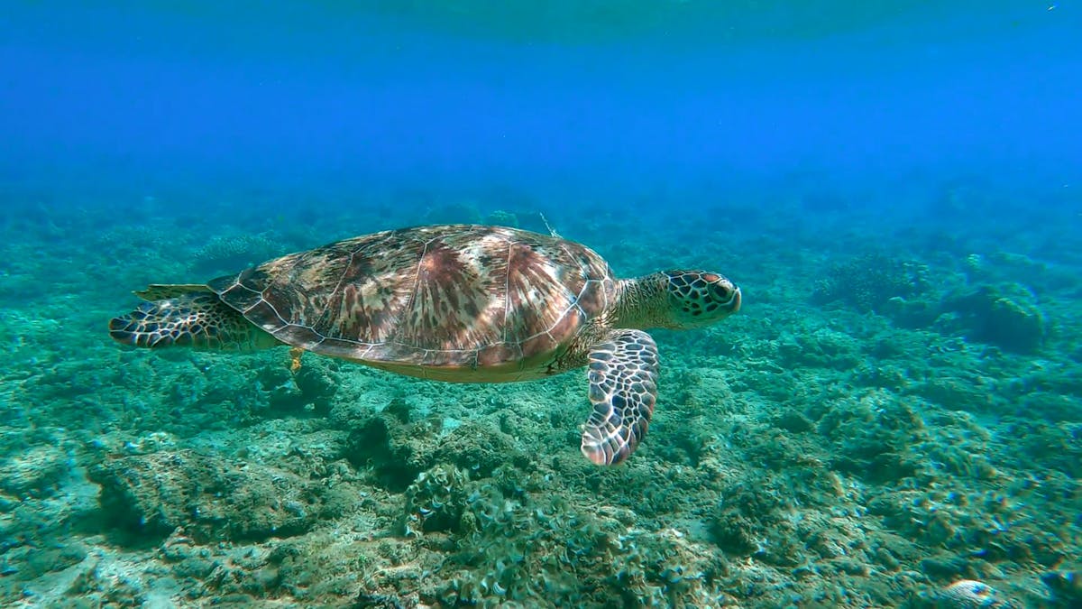 Turtle Swimming Videos, Download The BEST Free 4k Stock Video Footage ...