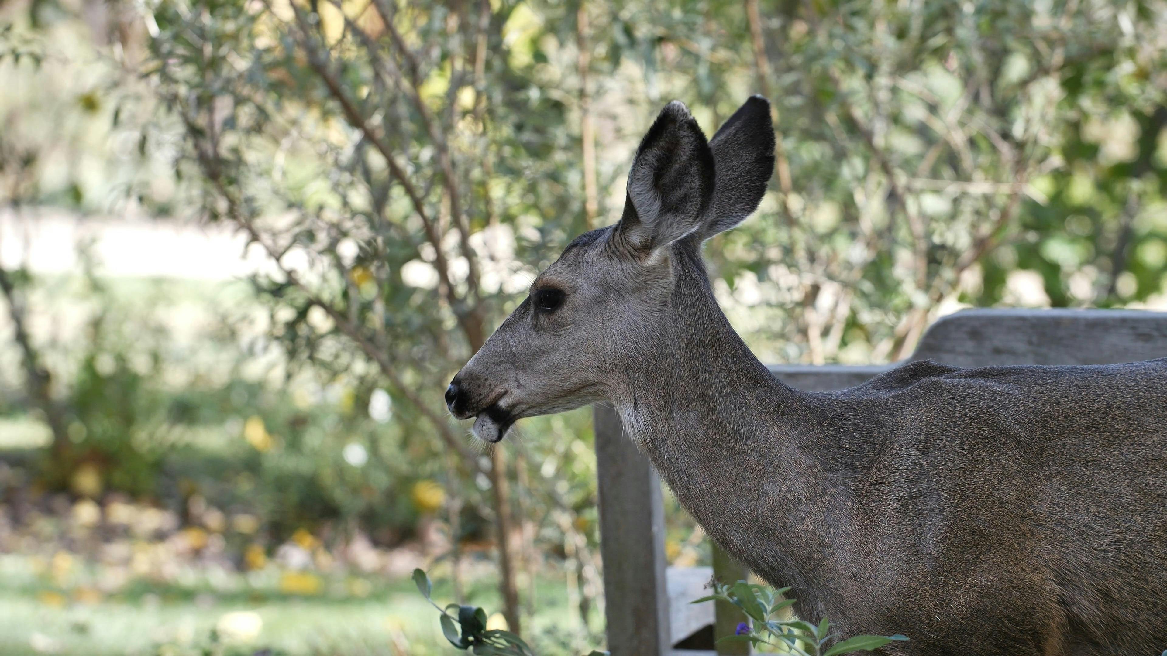 Deer Family Free Stock Video Footage, Royalty-Free 4K & HD Video Clip