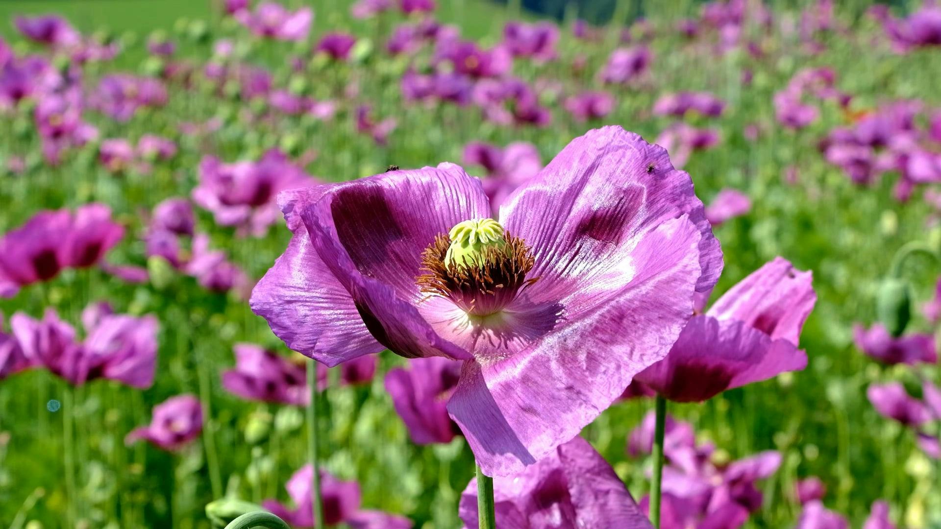 An Opium Poppy Flower in Full Bloom Free Stock Video Footage, Royalty ...