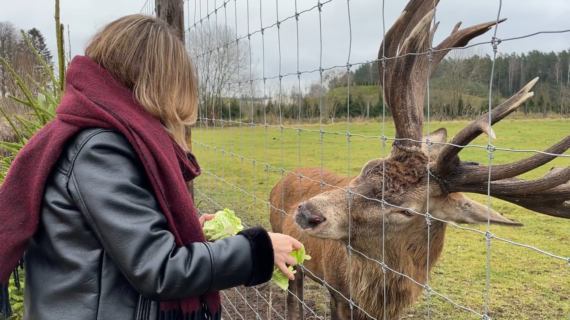 A Woman in Black Leather Jacket Feeding a Deer Free Stock Video Footage ...