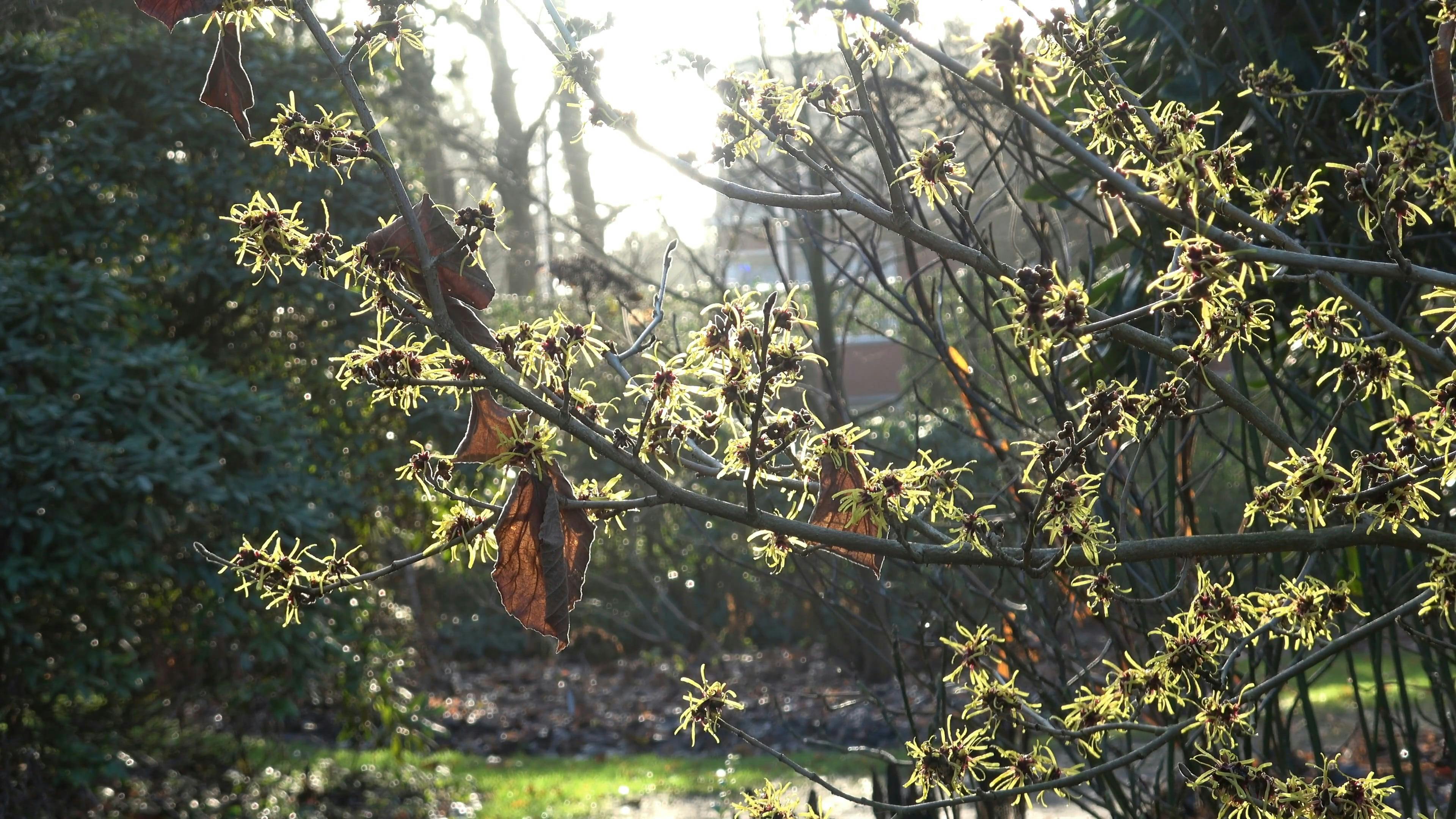 Witch Hazel Tree with Brown Dried Leaves Free Stock Video Footage ...