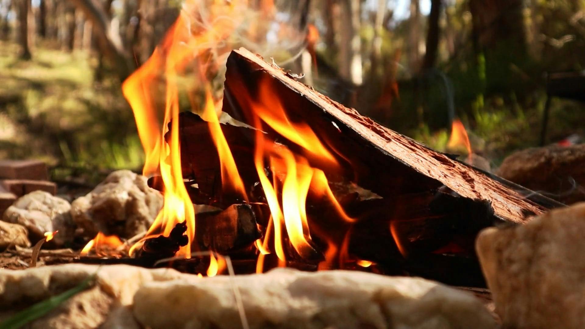 Small Fire Starting in Forest Free Stock Video Footage, Royalty-Free 4K ...