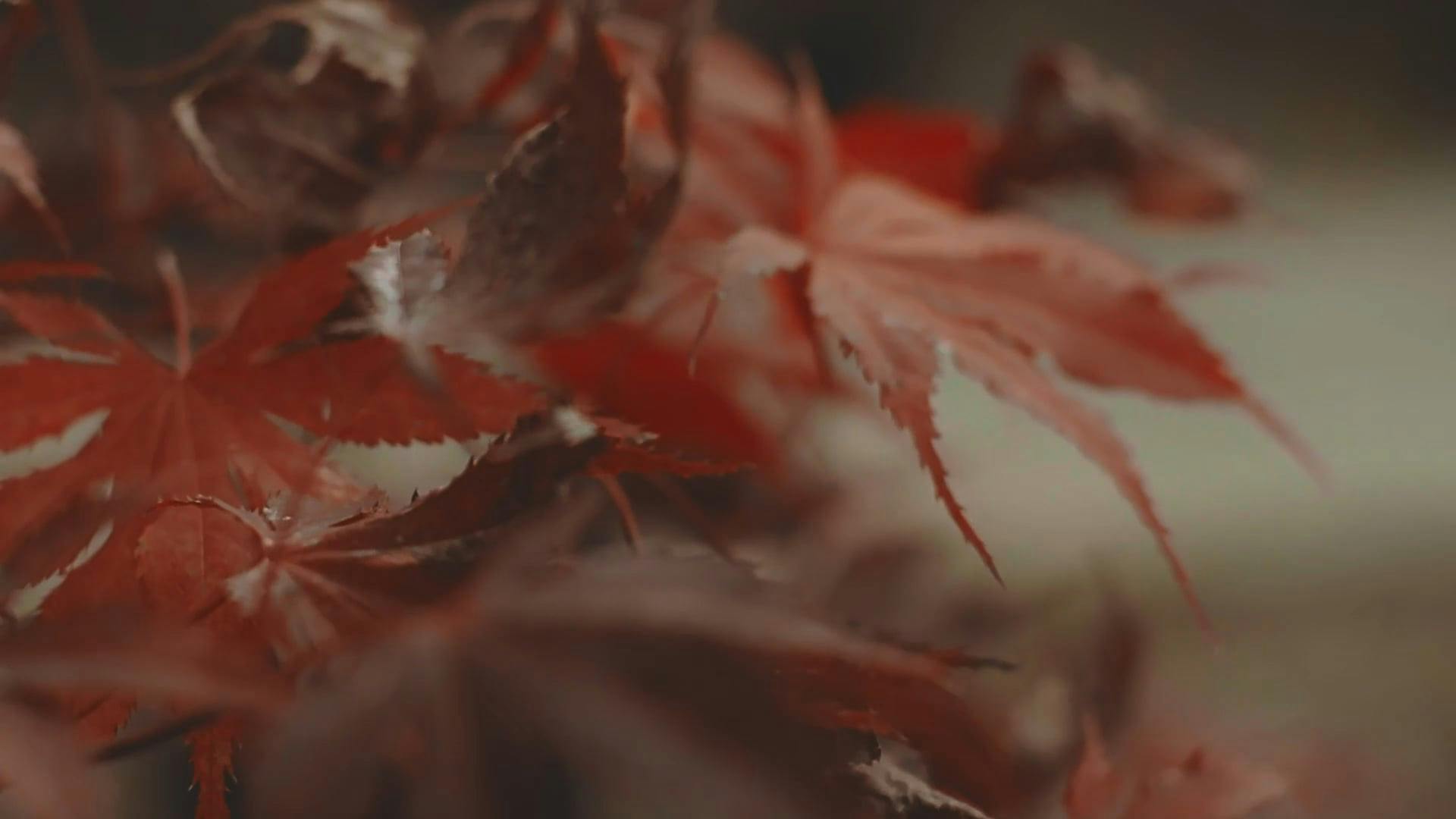 Colorful Nature Background Videos, Download The BEST Free 4k Stock ...