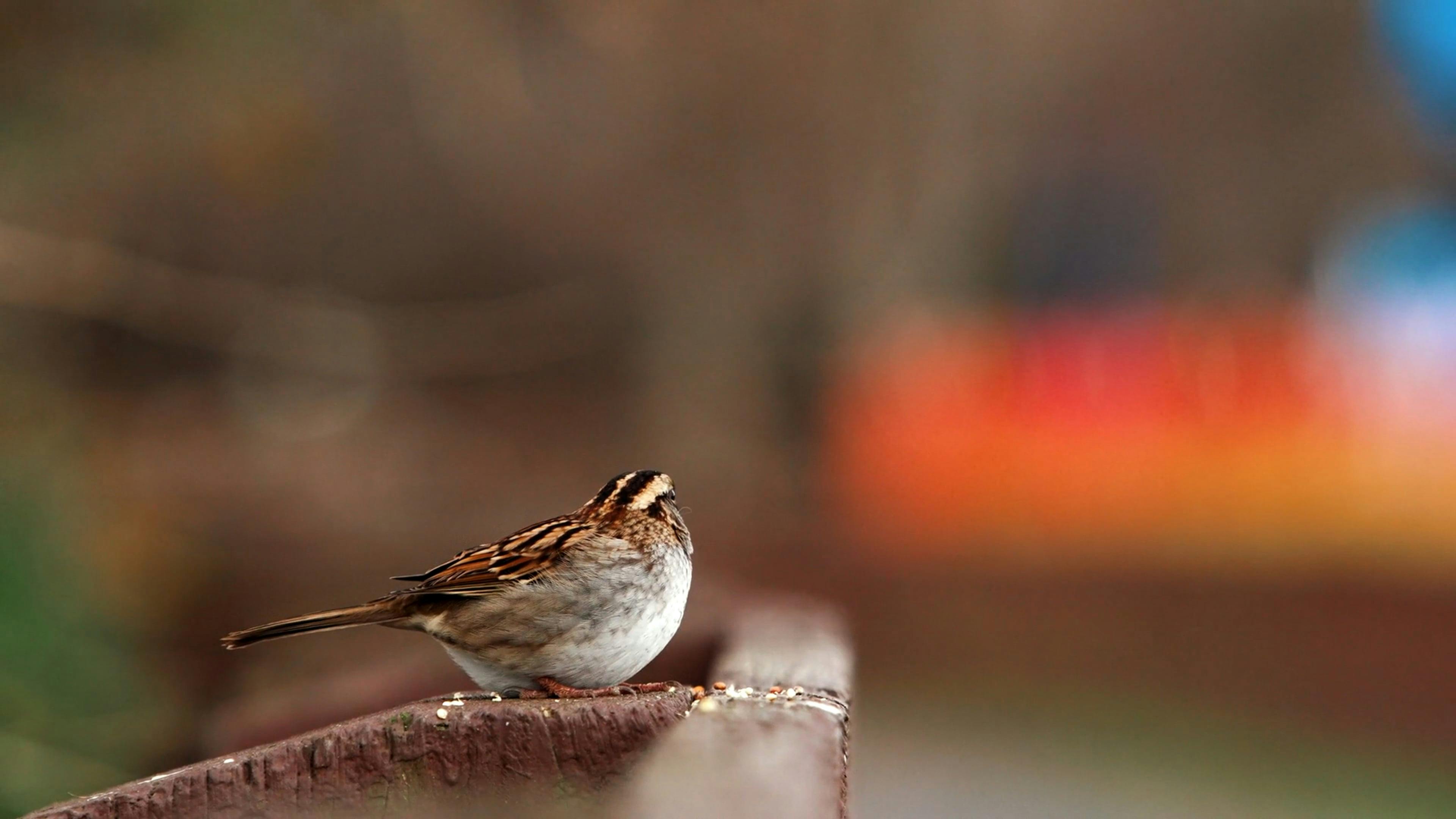 Little Bird Perched Free Stock Video Footage, Royalty-Free 4K & HD ...