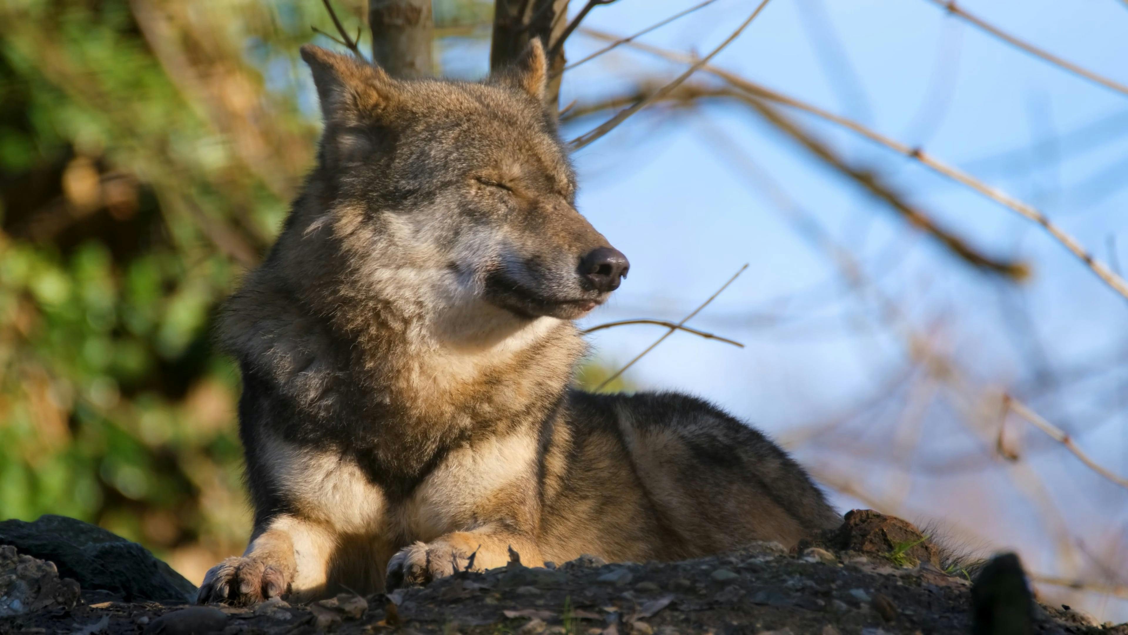 Vidéo gratuite de à fourrure, amoureux de la nature, animal, animal au ...