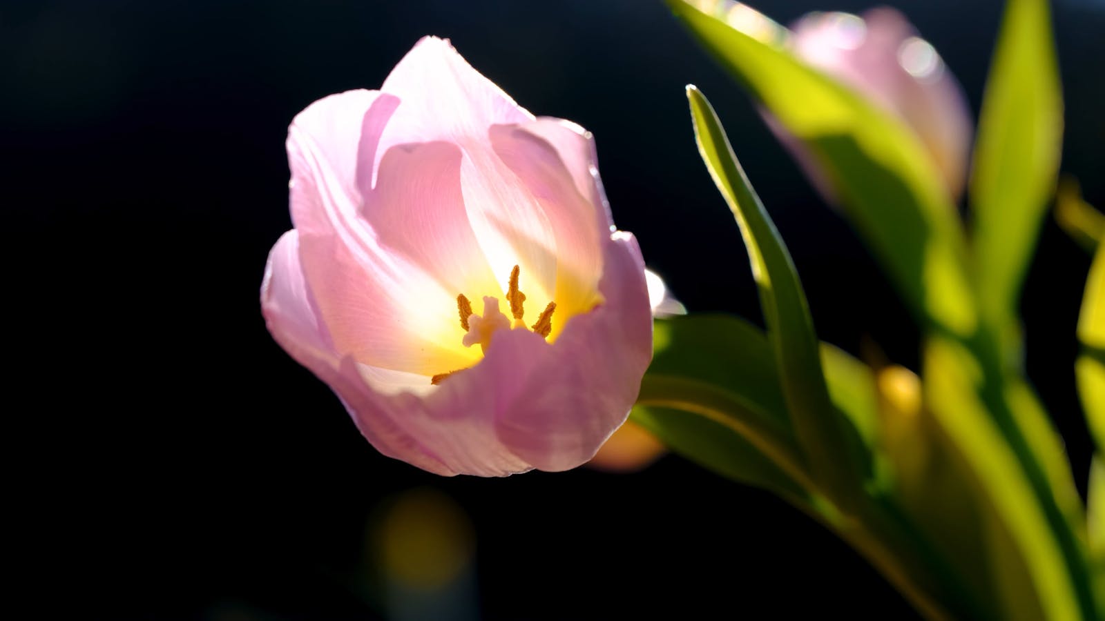 Bloom Stages Videos, Download Free 4k Stock Video Footage & Bloom ...