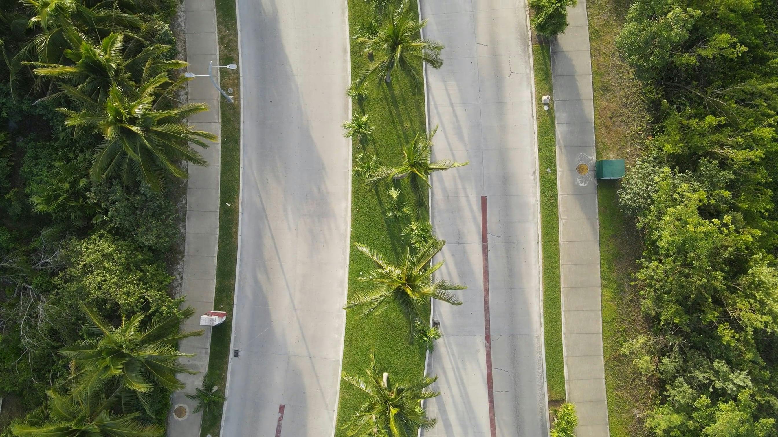 Top View of a Palm Tree Plantation Free Stock Video Footage, Royalty ...