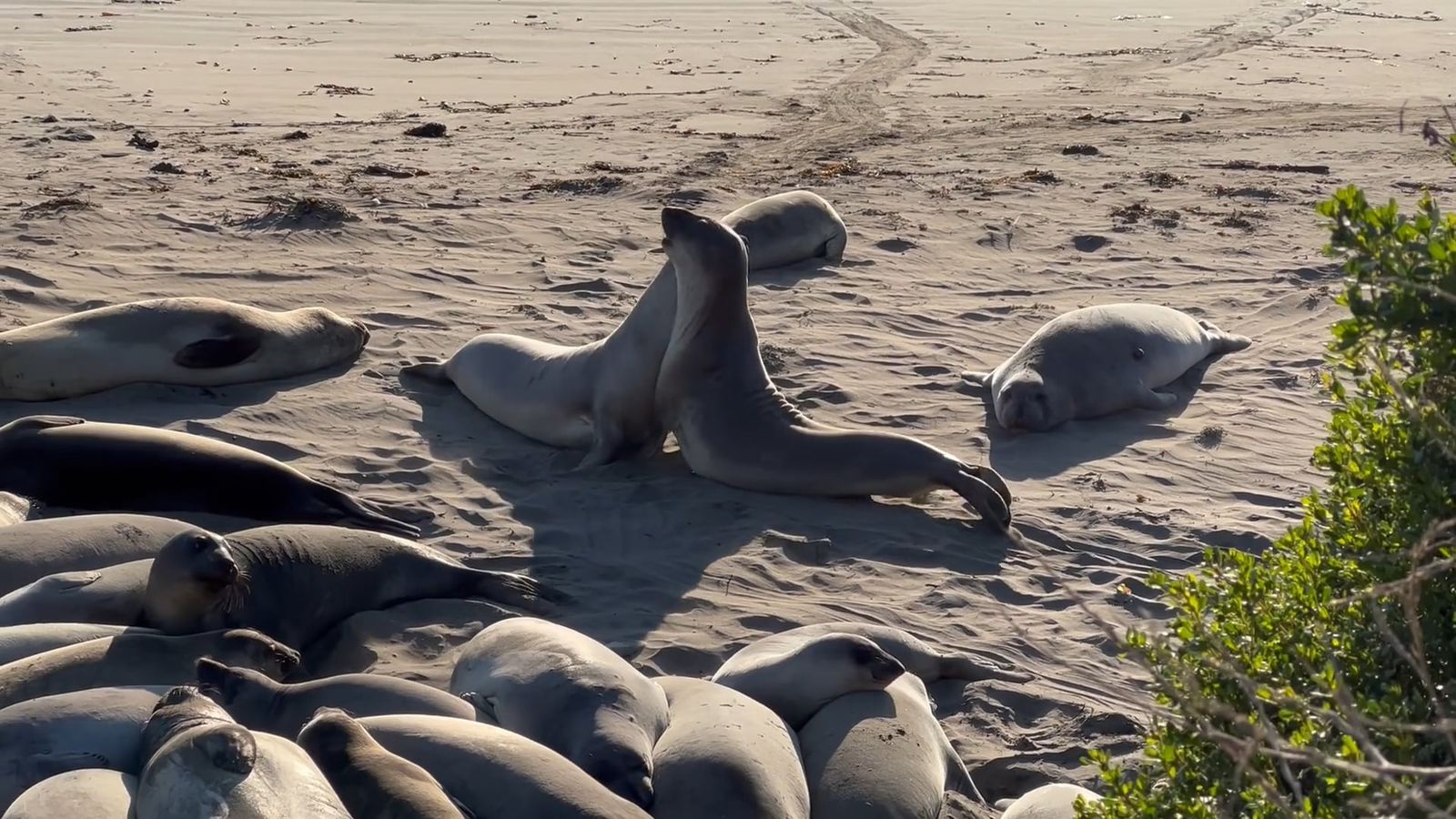 Seals Videos, Download The BEST Free 4k Stock Video Footage & Seals HD ...