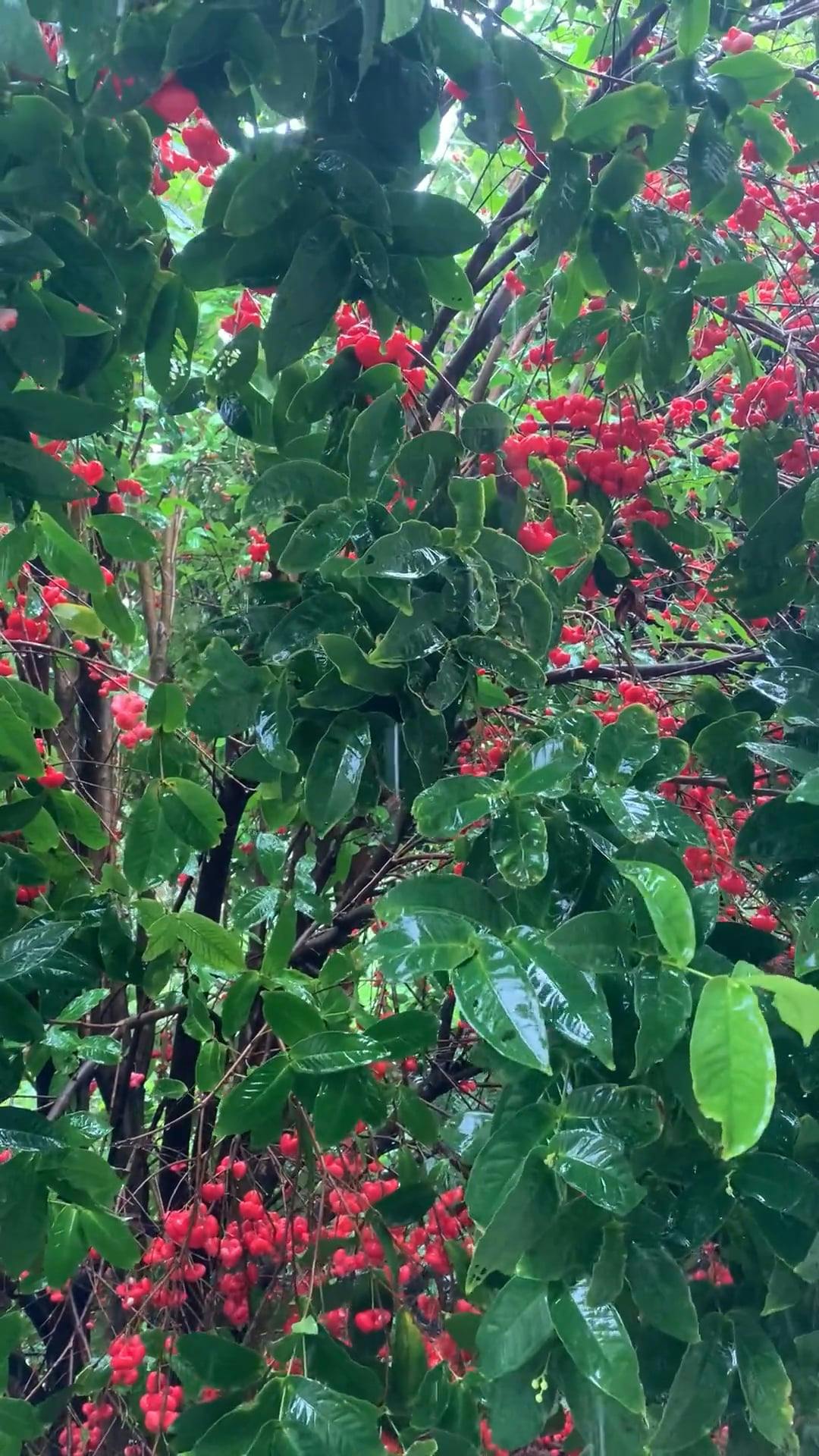 Pink Tree Japan Rain Videos, Download The BEST Free 4k Stock Video ...