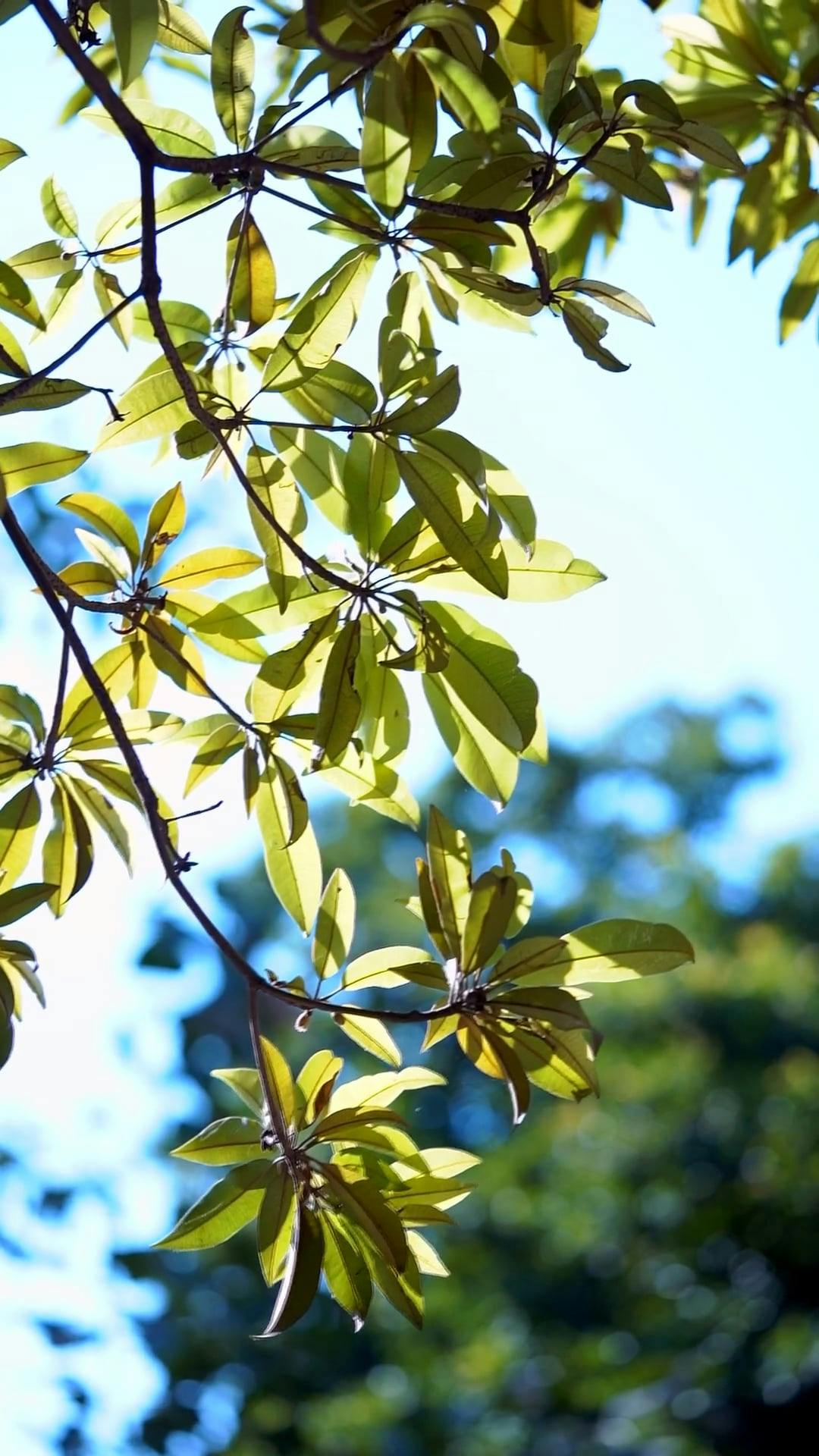 Waving Leaves on Trees Free Stock Video Footage, Royalty-Free 4K & HD ...