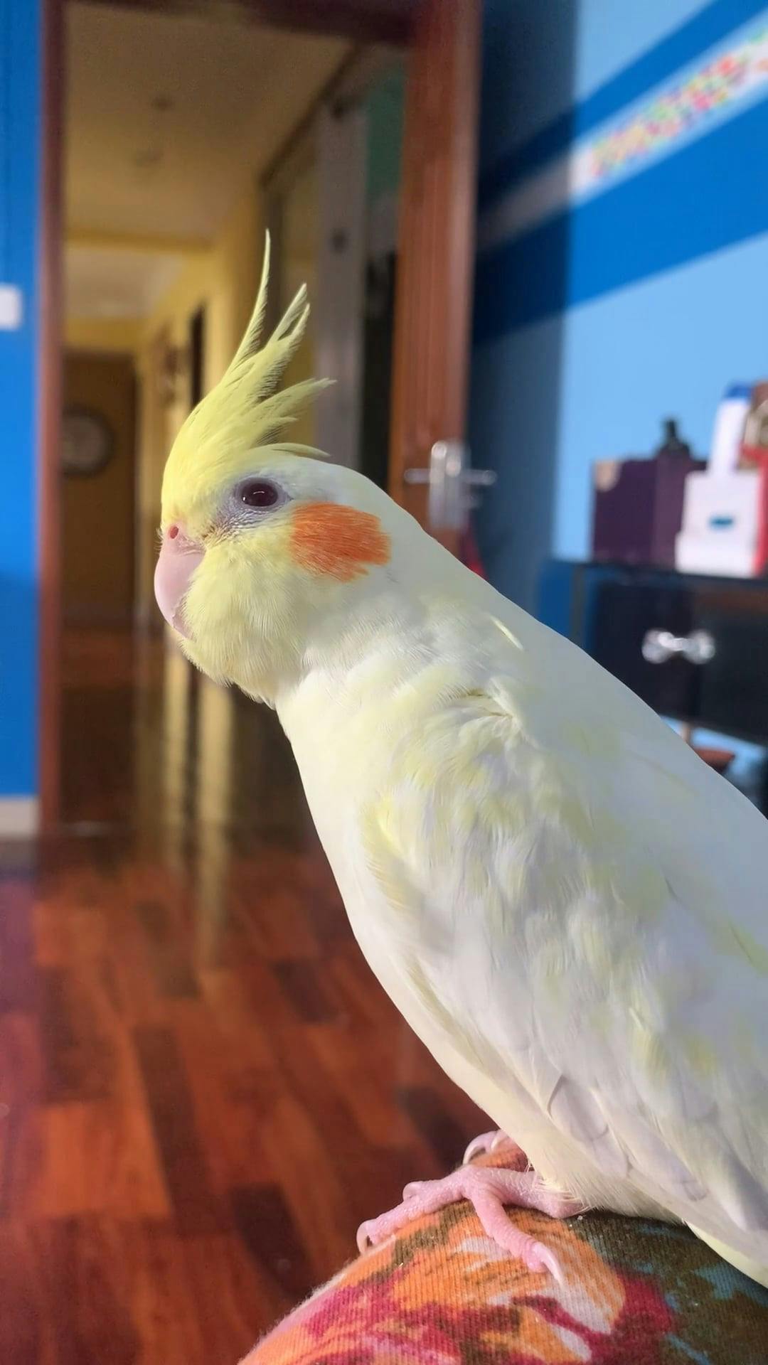 Video stok gratis tentang #dalam, bagian dalam, bangsa burung ...