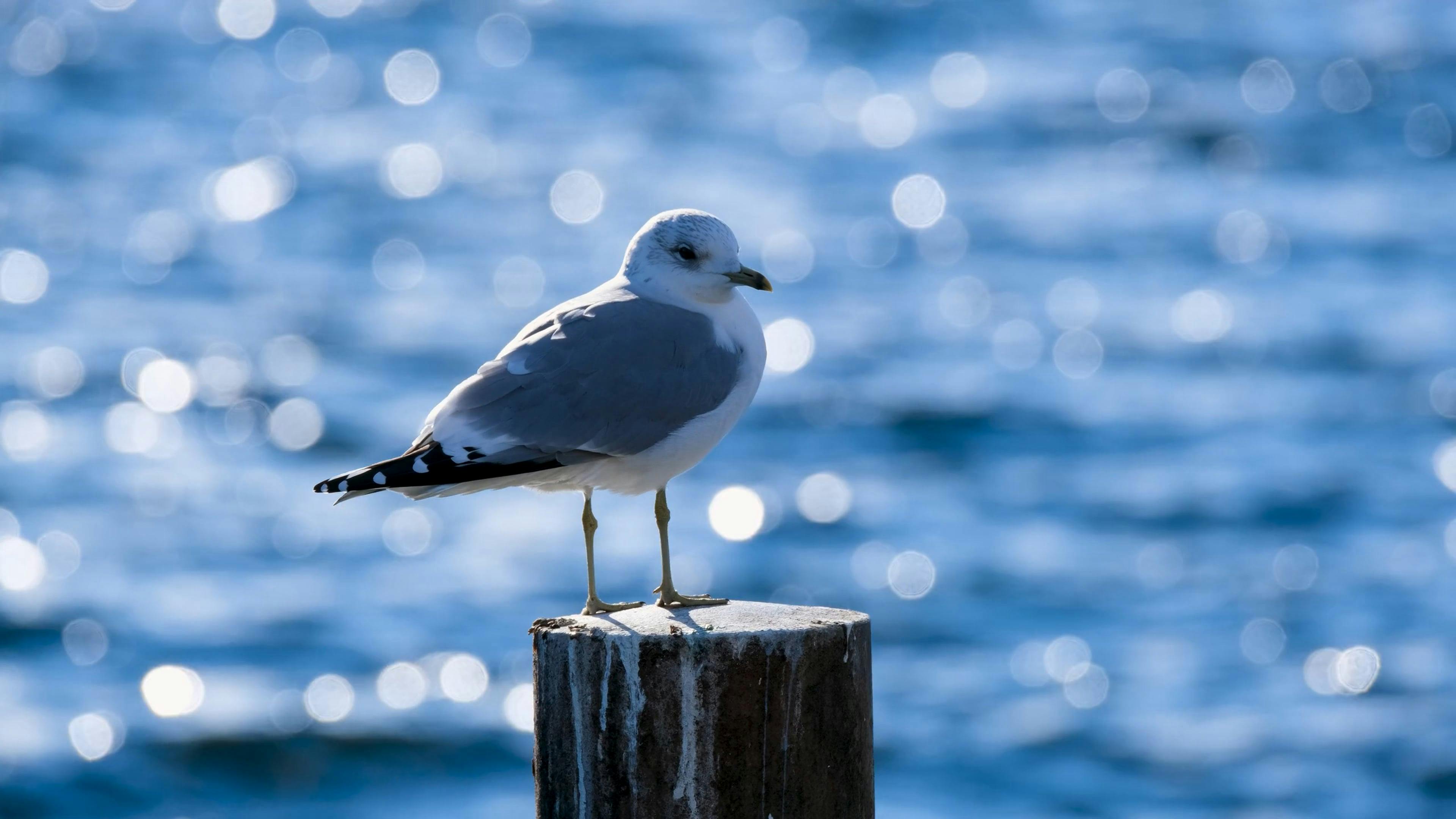 Möwe Free Stock Video Footage, Royalty-Free 4K & HD Video Clip