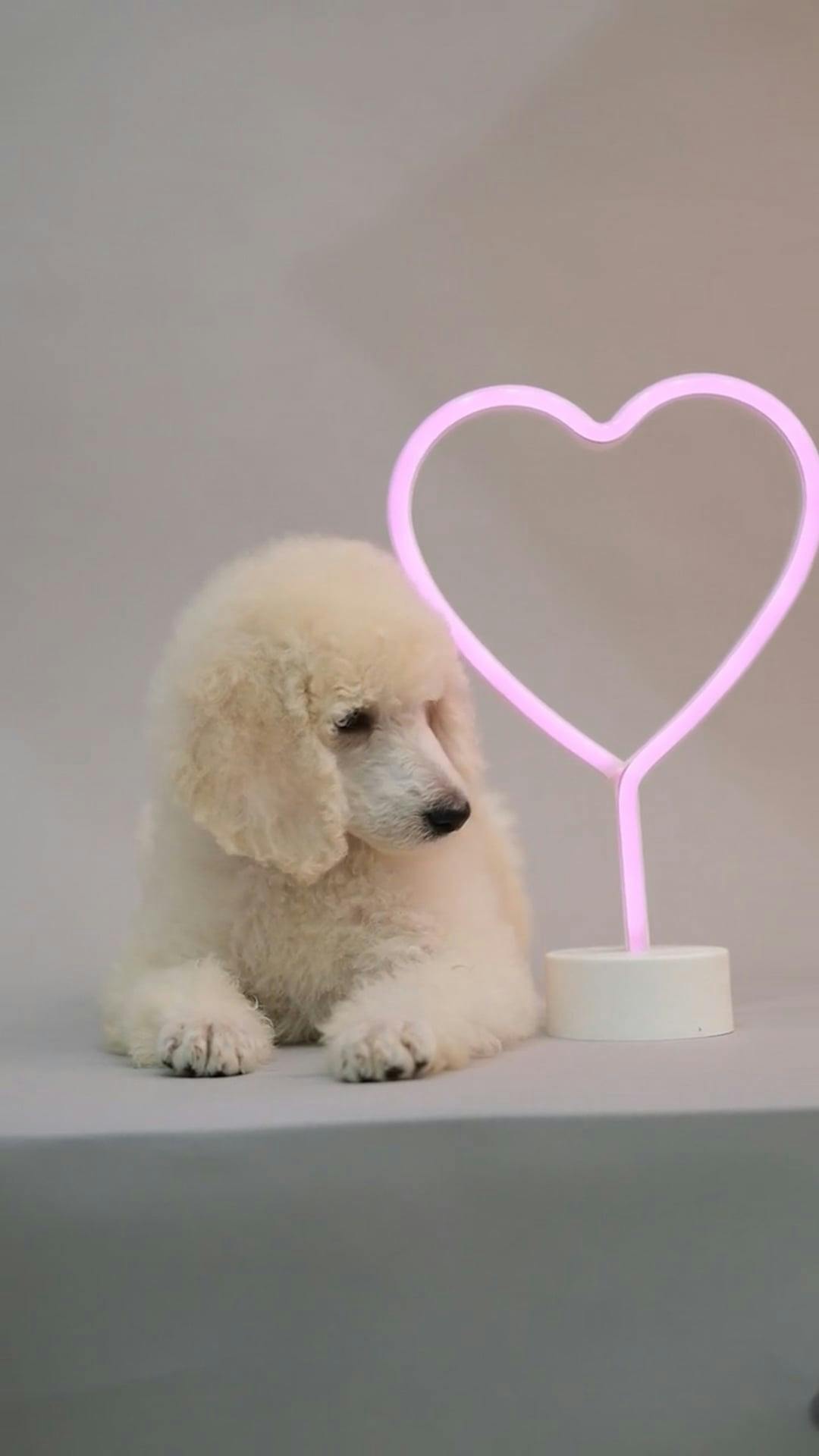 Vídeos de stock gratuitos sobre acostado, adorable, adorable mascota ...