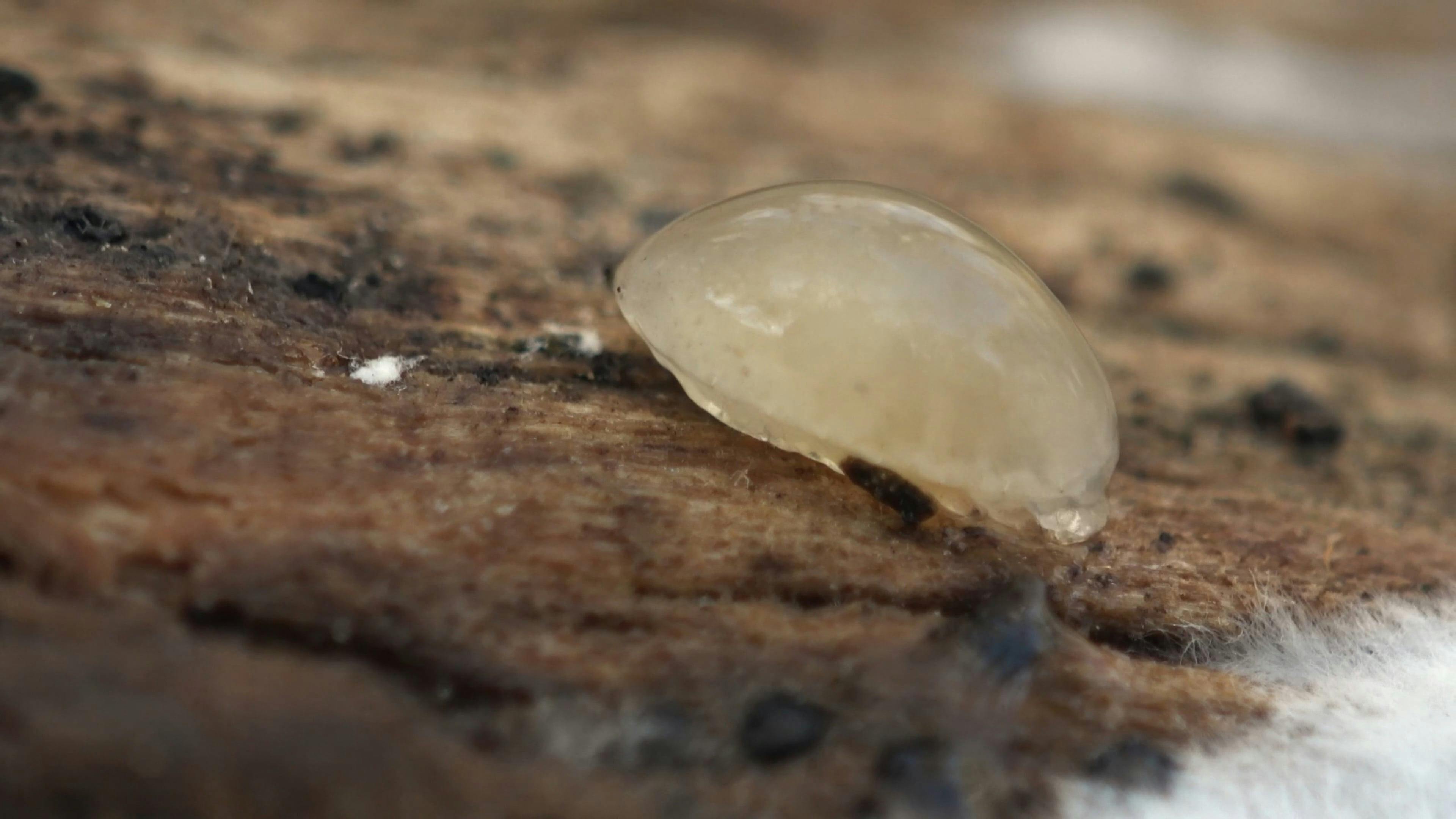 Footage of a Micro Bug Free Stock Video Footage, Royalty-Free 4K & HD ...