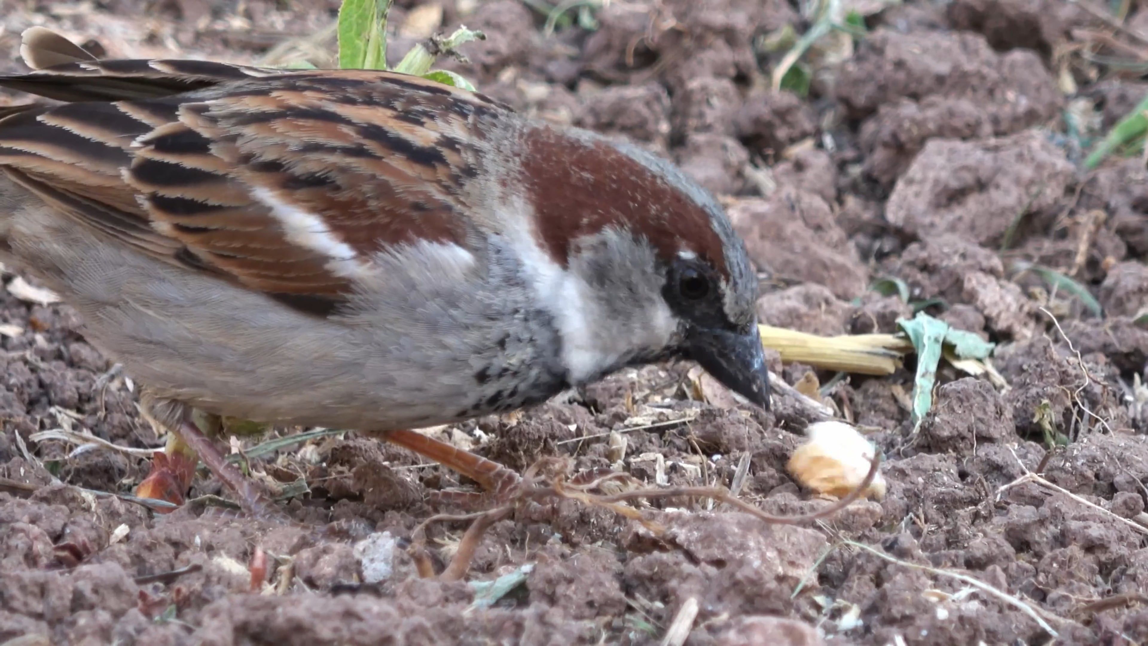 Footage of a Sparrow Eating on the Ground Free Stock Video Footage ...