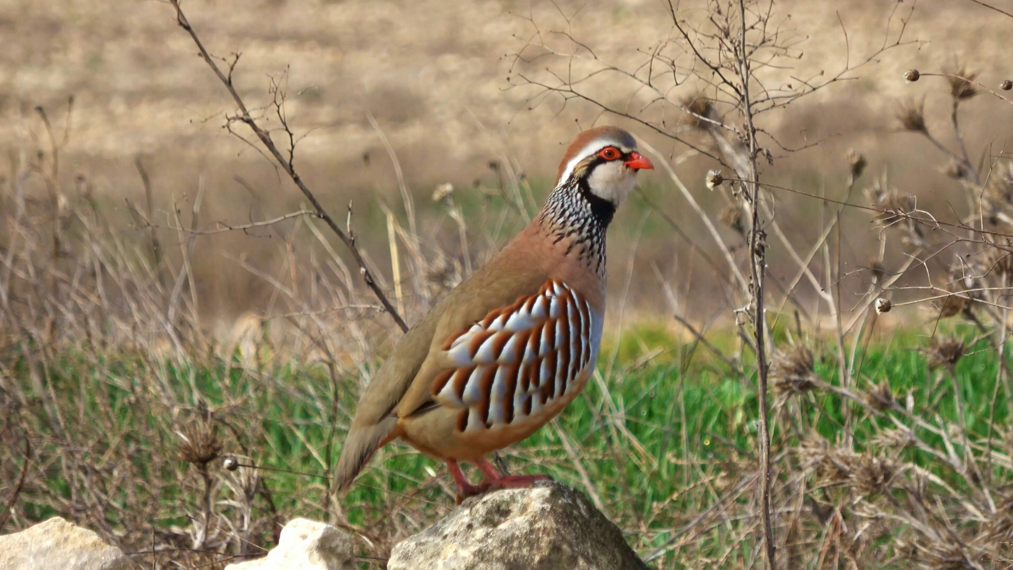 A Partridge Bird on Rock Free Stock Video Footage, Royalty-Free 4K & HD ...