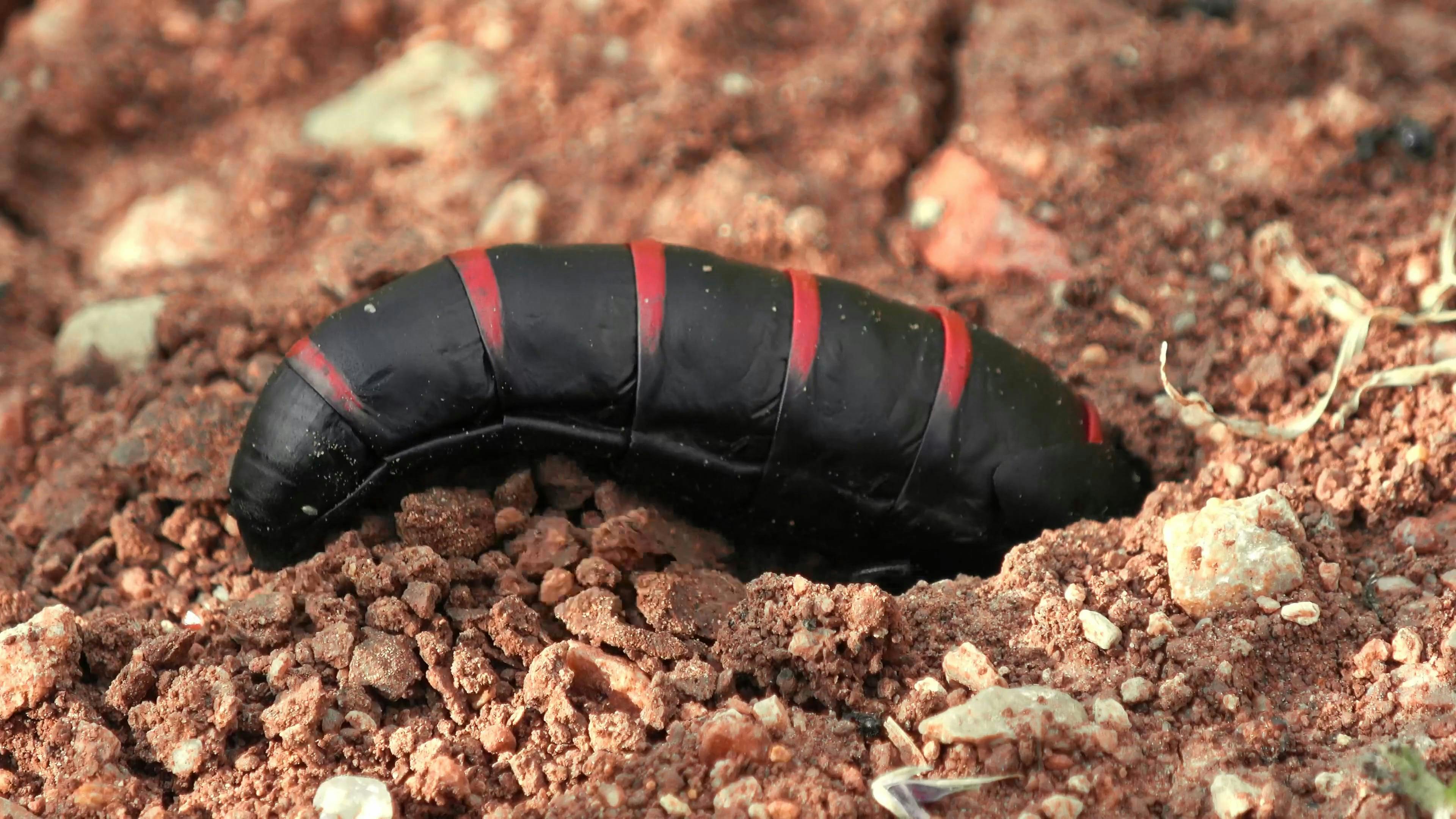 Vídeos de stock gratuitos sobre aceitera insectos, artrópodo, beetle ...