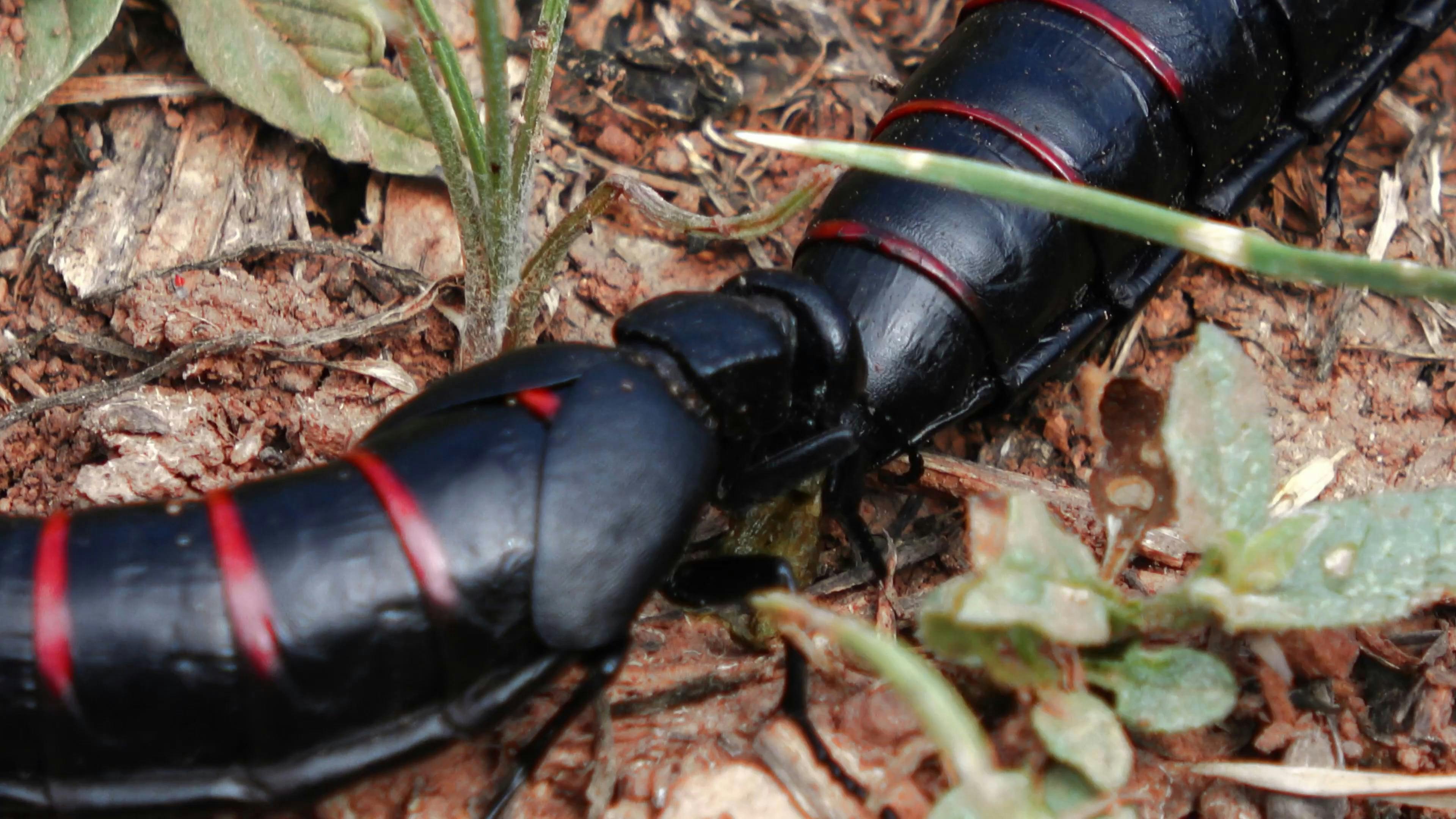 Oil Bug Videos, Download The BEST Free 4k Stock Video Footage & Oil Bug ...