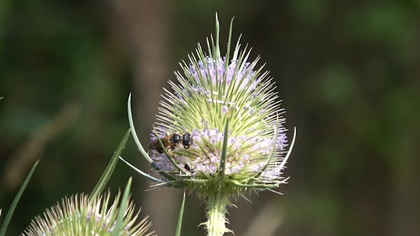 Flea Insects Videos, Download Free 4k Stock Video Footage & Flea ...