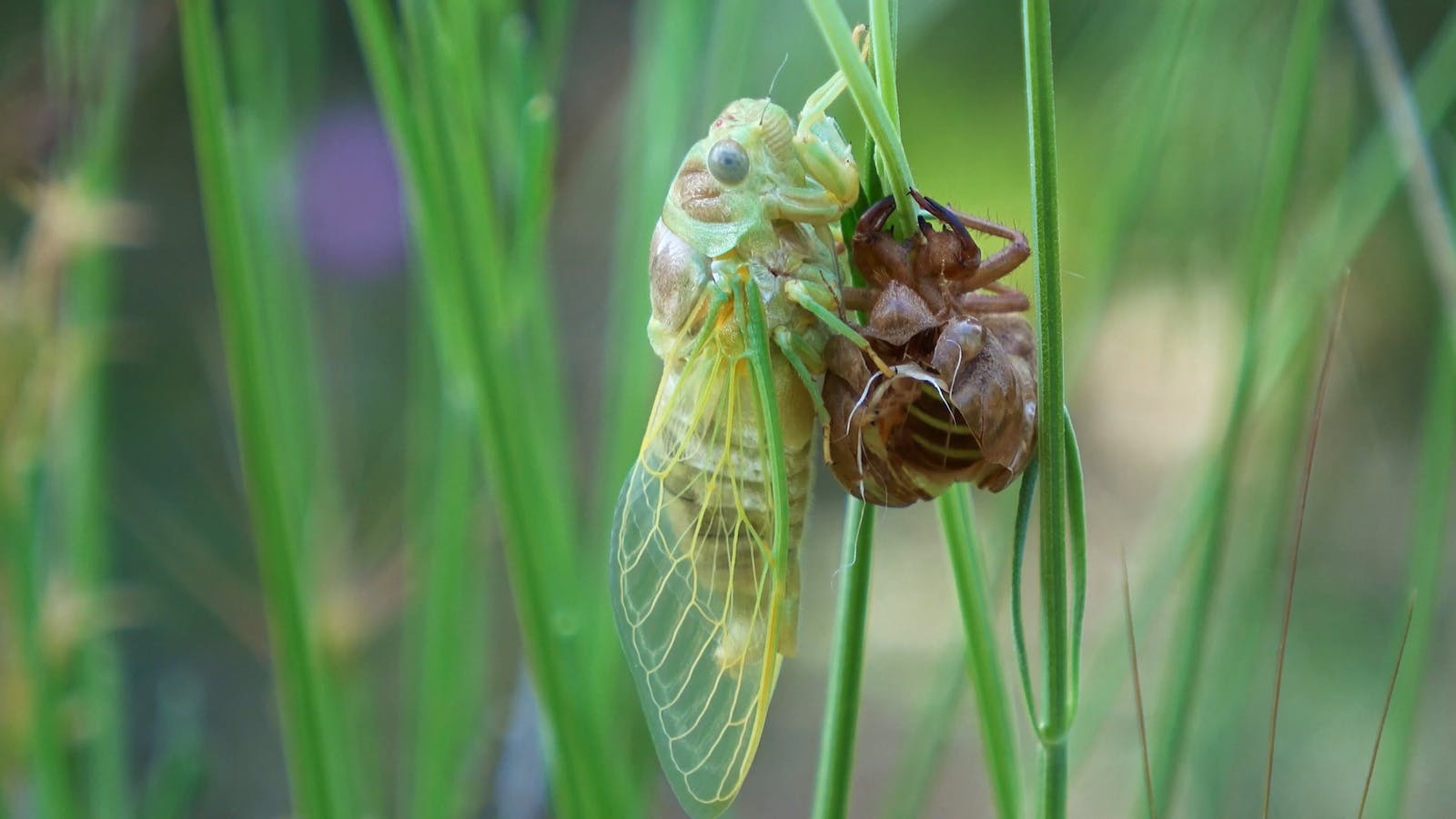 Cicada Videos, Download The BEST Free 4k Stock Video Footage & Cicada ...