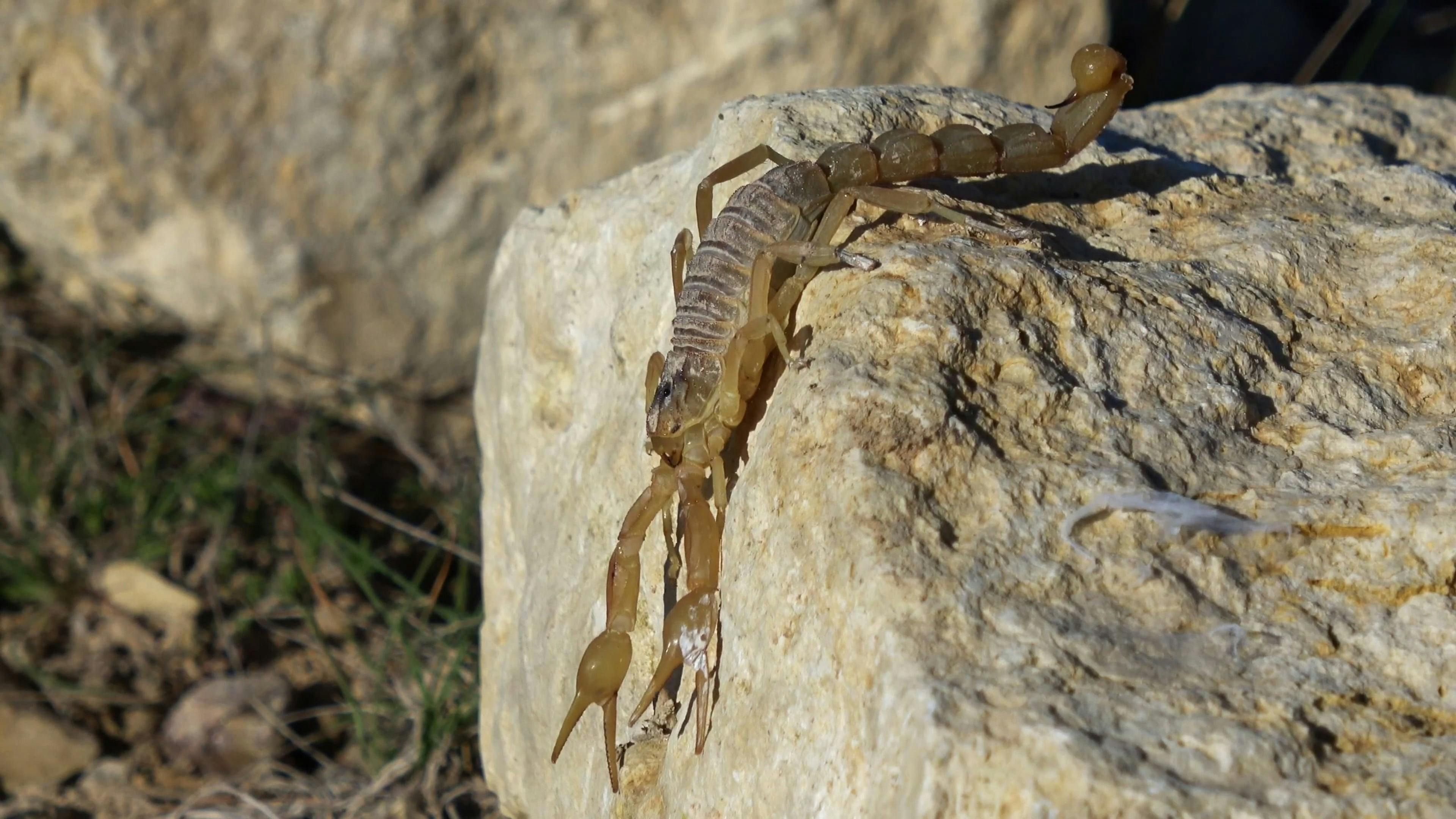 Close up of a Scorpion on a Rock Free Stock Video Footage, Royalty-Free ...