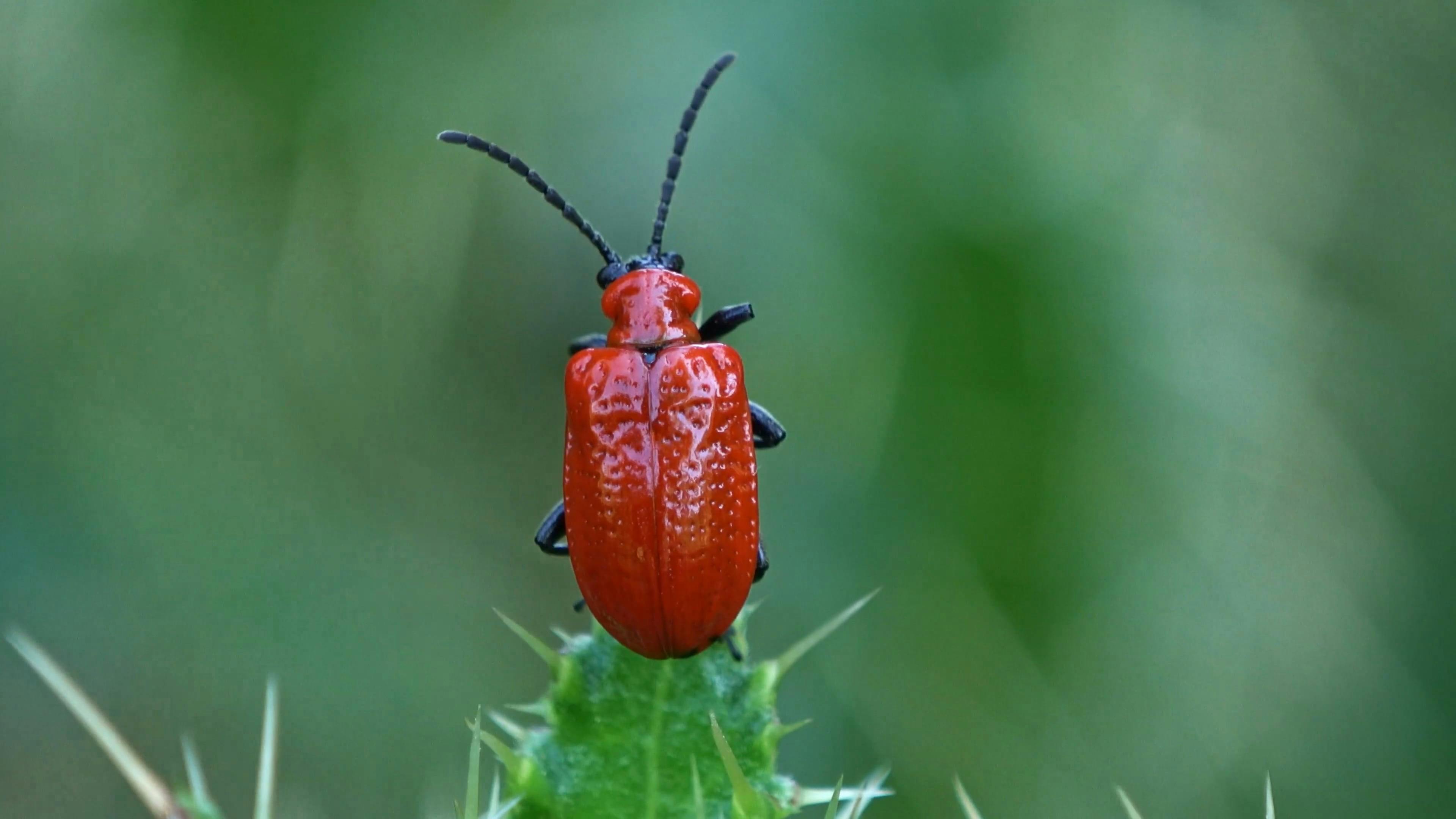 Bug and Caterpillar Interaction in Nature Free Stock Video Footage ...