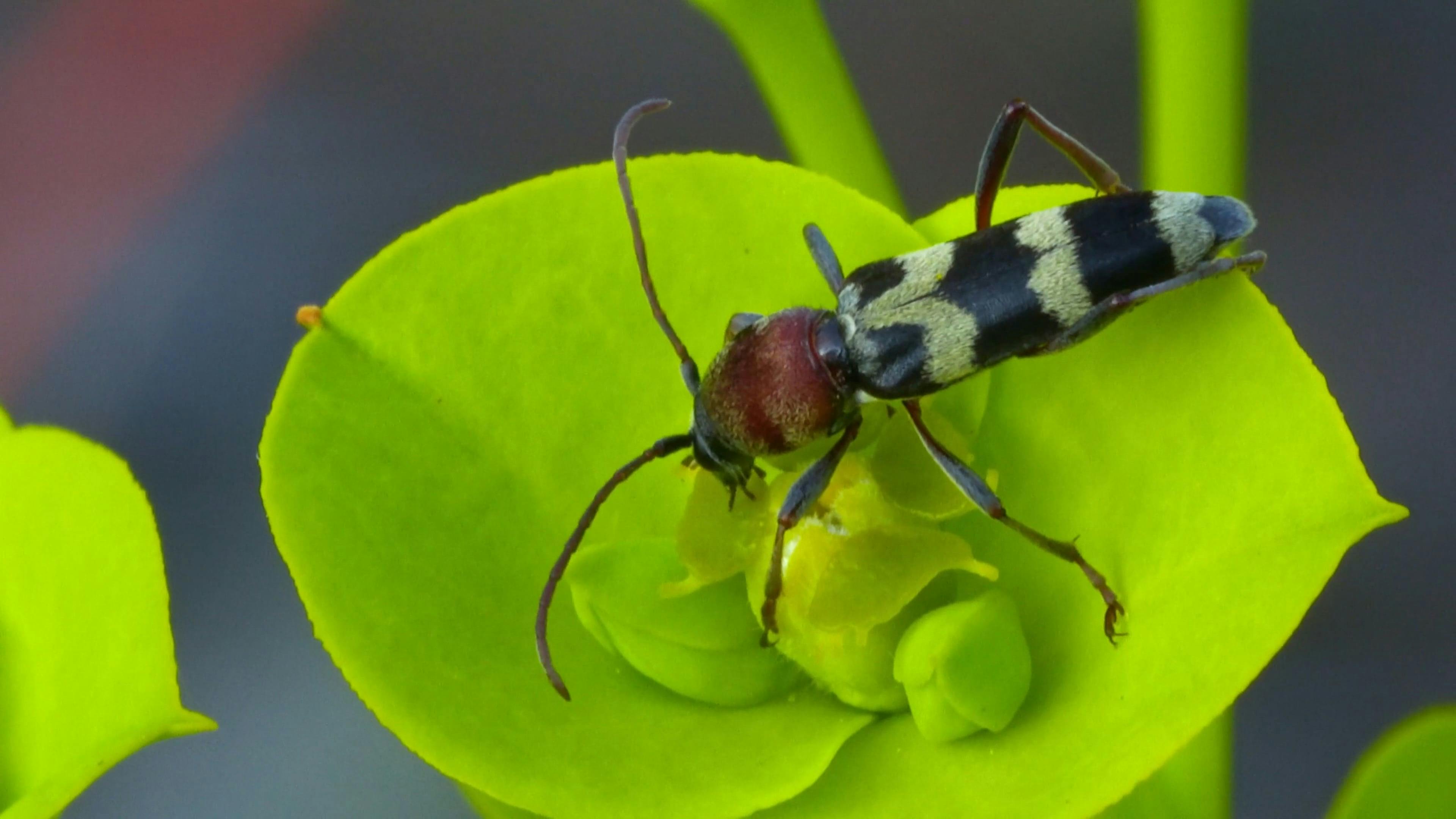 A Longicorn Beetle on a Green Leaf Free Stock Video Footage, Royalty ...
