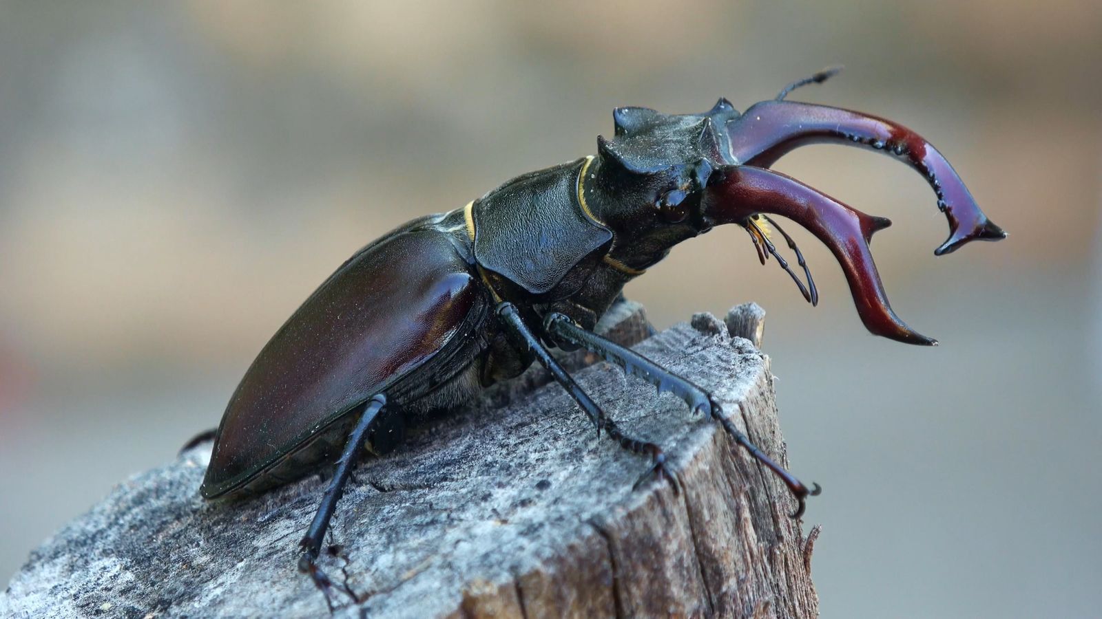 Beetles Videos, Download The BEST Free 4k Stock Video Footage & Beetles ...