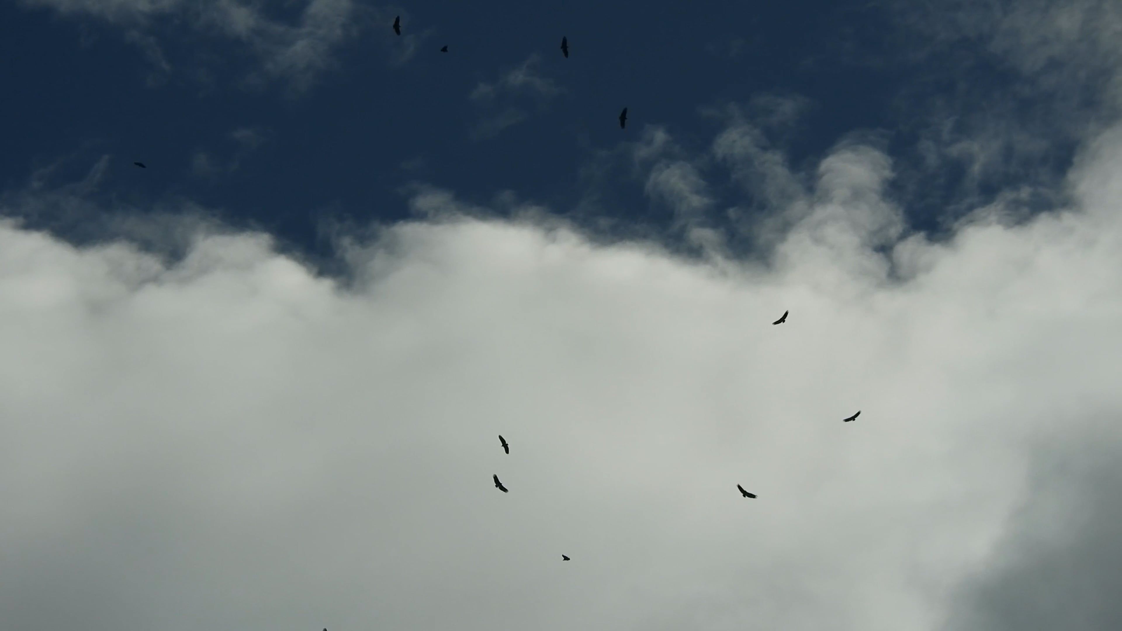 A Flock of Birds Flying Under the Cloudy Sky Free Stock Video Footage ...