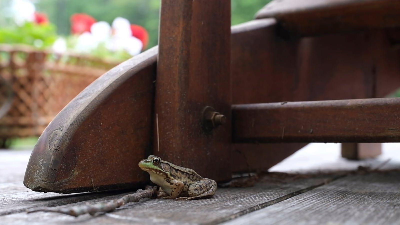 Frogs Videos, Download The BEST Free 4k Stock Video Footage & Frogs HD ...