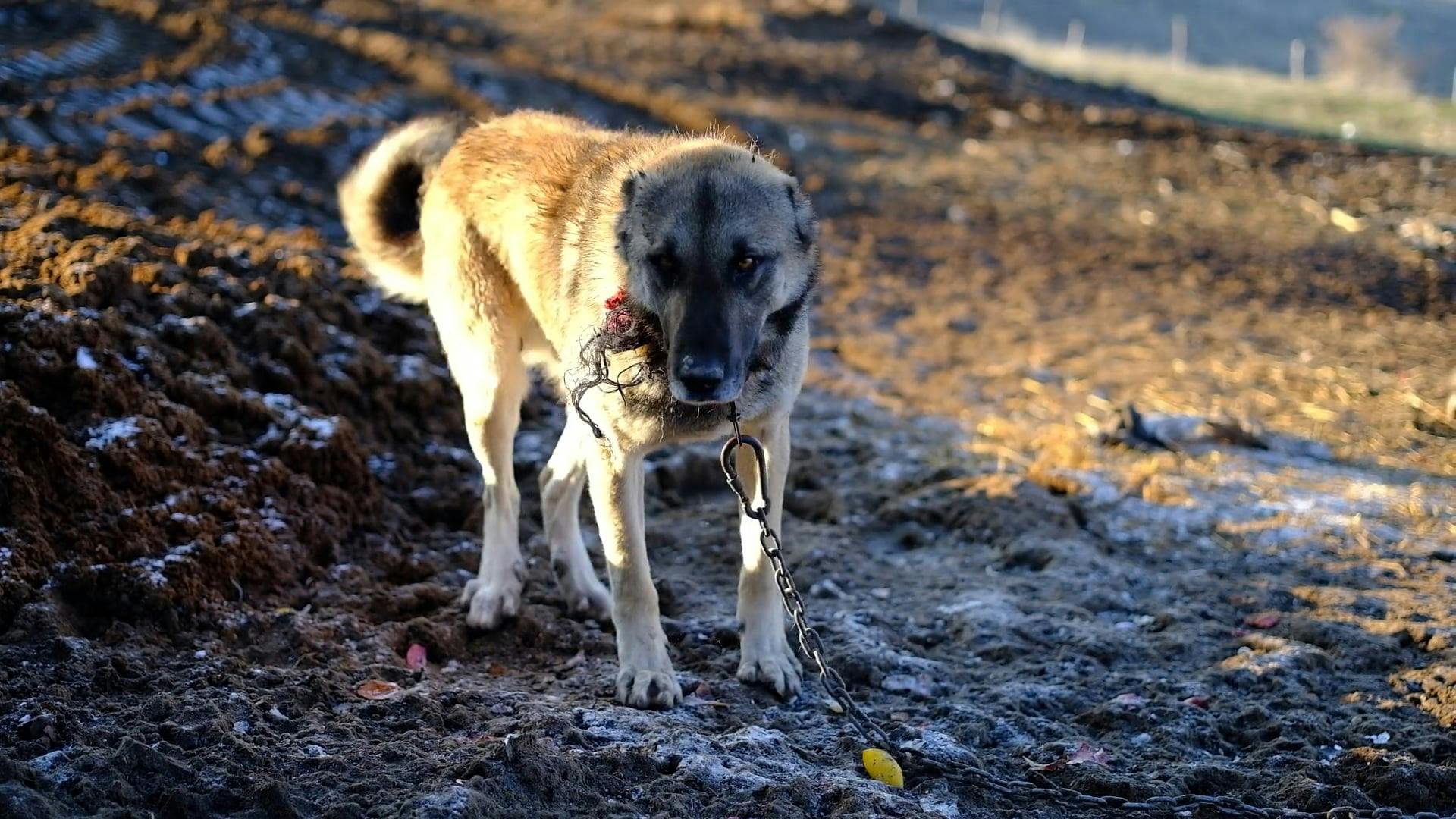 Chained Dog Videos, Download The BEST Free 4k Stock Video Footage ...