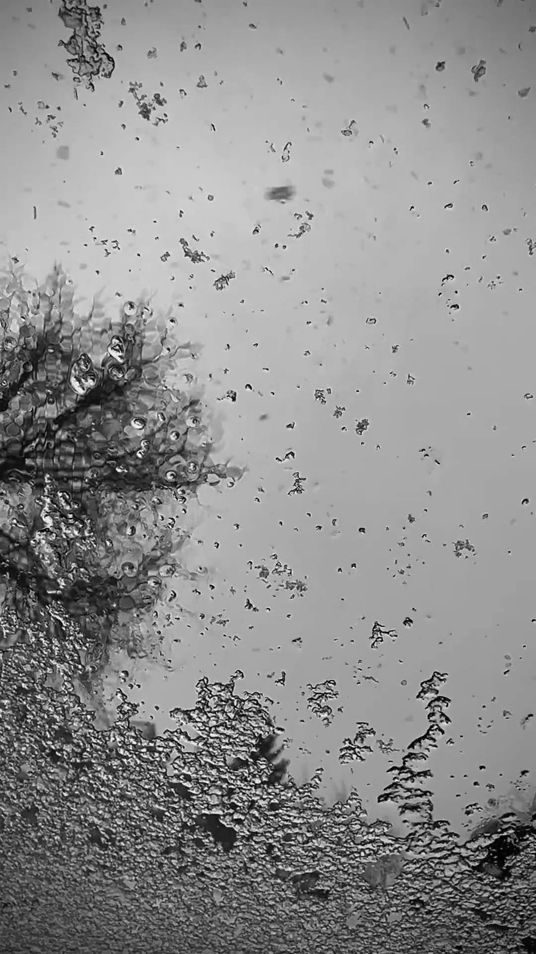 Die Tree Videos, Download Free 4k Stock Video Footage & Die Tree HD ...