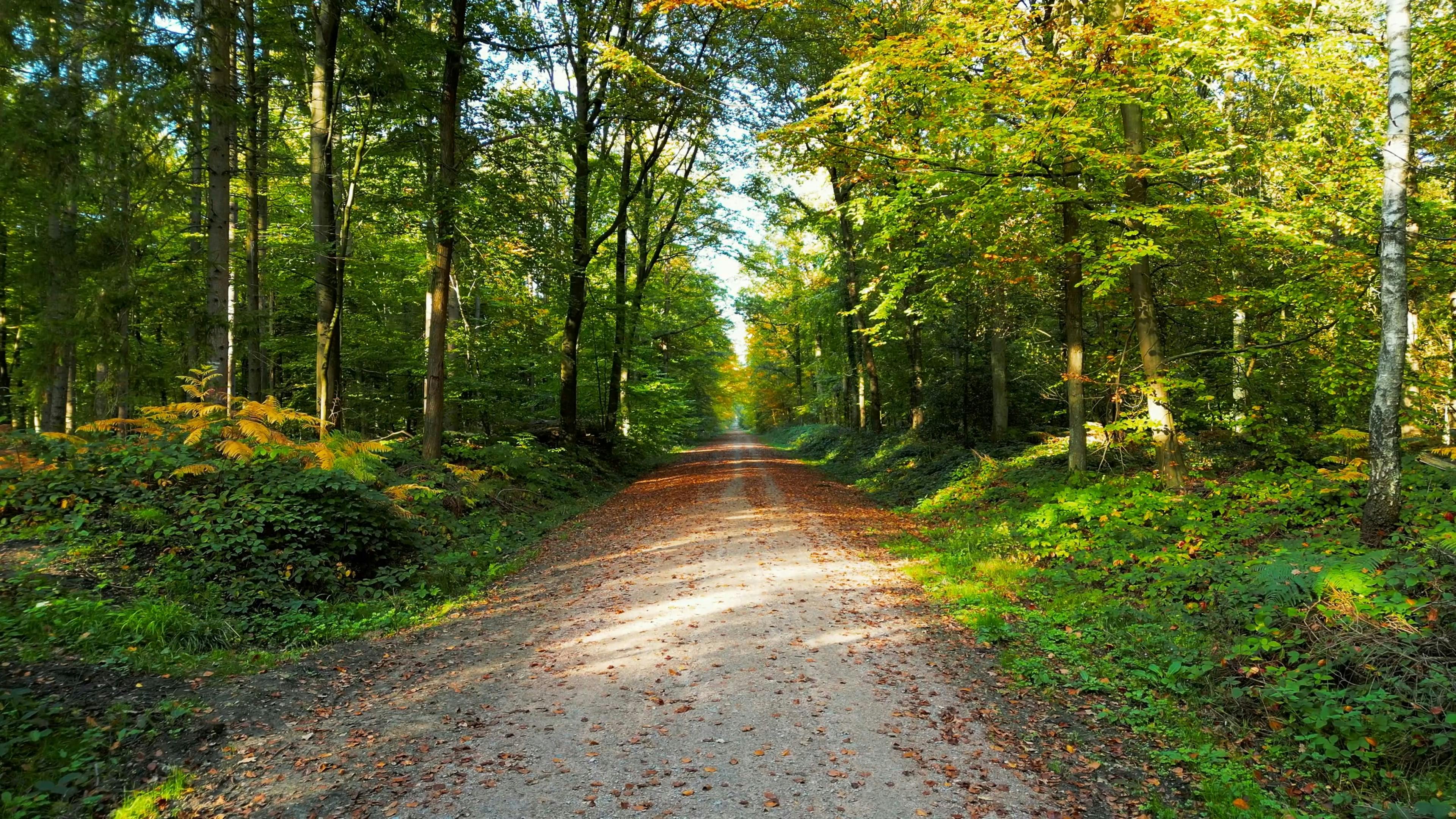 Woods Tato Videos, Download The BEST Free 4k Stock Video Footage ...