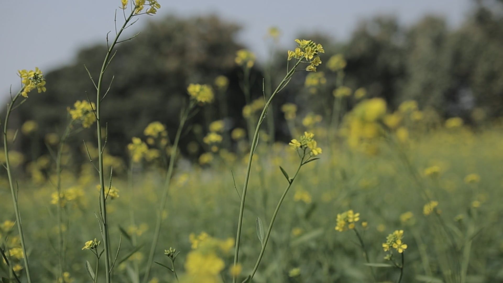 Yellow Flowers During Windy Season Free Stock Video Footage, Royalty ...