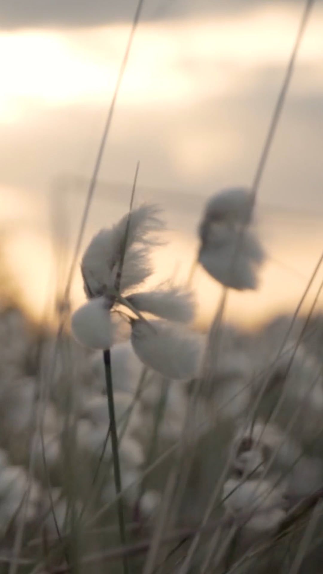 Cotton Plant Videos, Download The BEST Free 4k Stock Video Footage ...