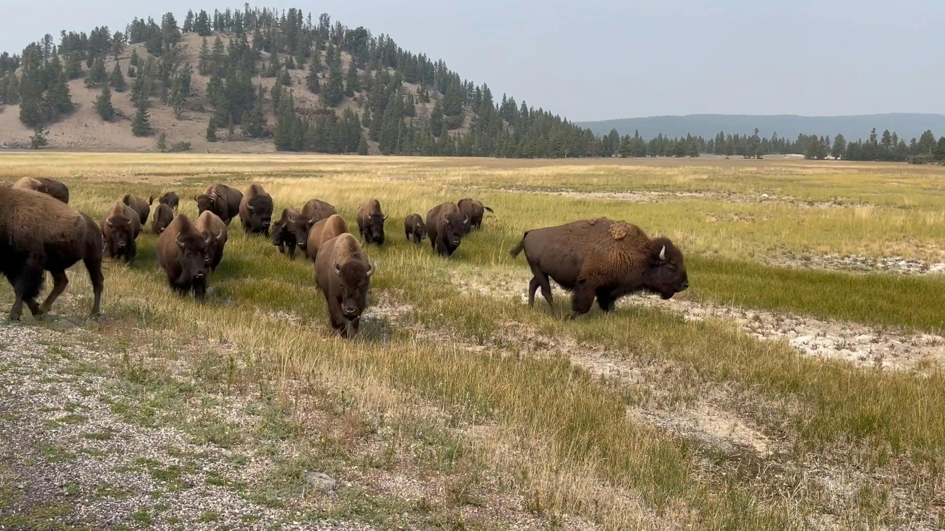 A Herd of Bison Walking in a Field at Yellowstone National Park ...
