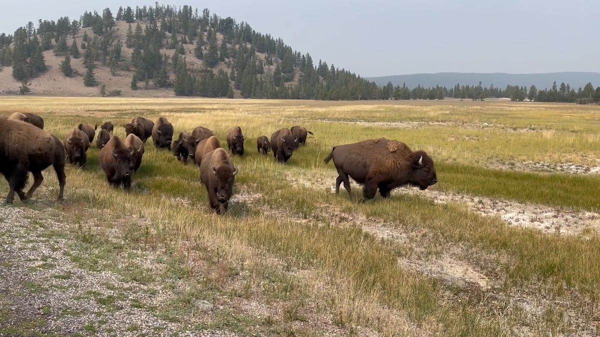 Bison Videos, Download The BEST Free 4k Stock Video Footage & Bison HD ...