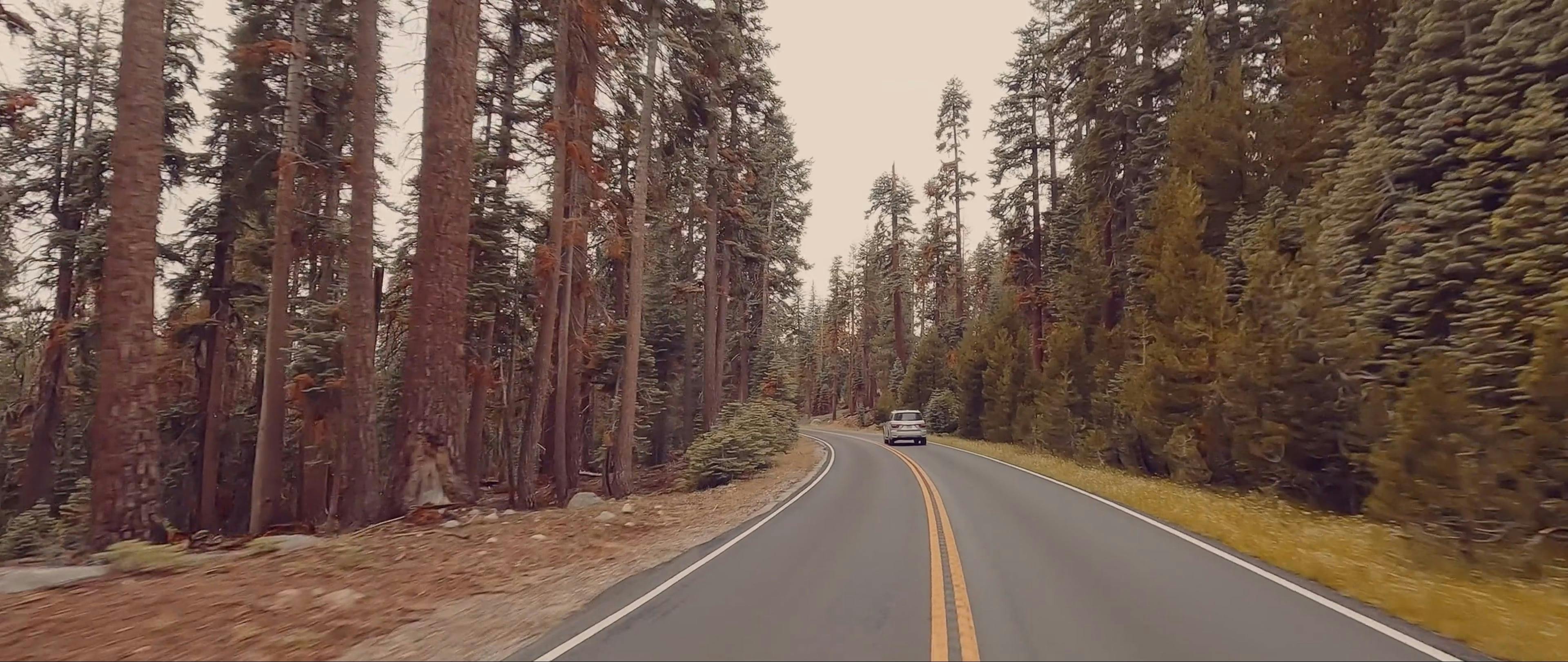 Cars Driving along a Road through a Forest Free Stock Video Footage ...