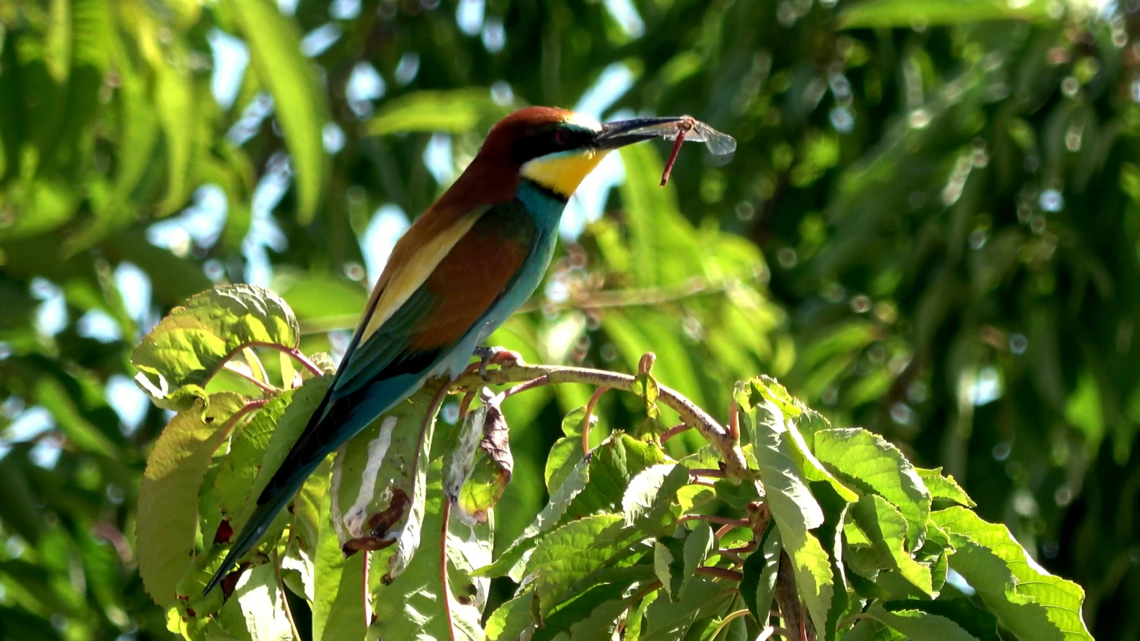 Bird Eating Insect Videos, Download The BEST Free 4k Stock Video ...