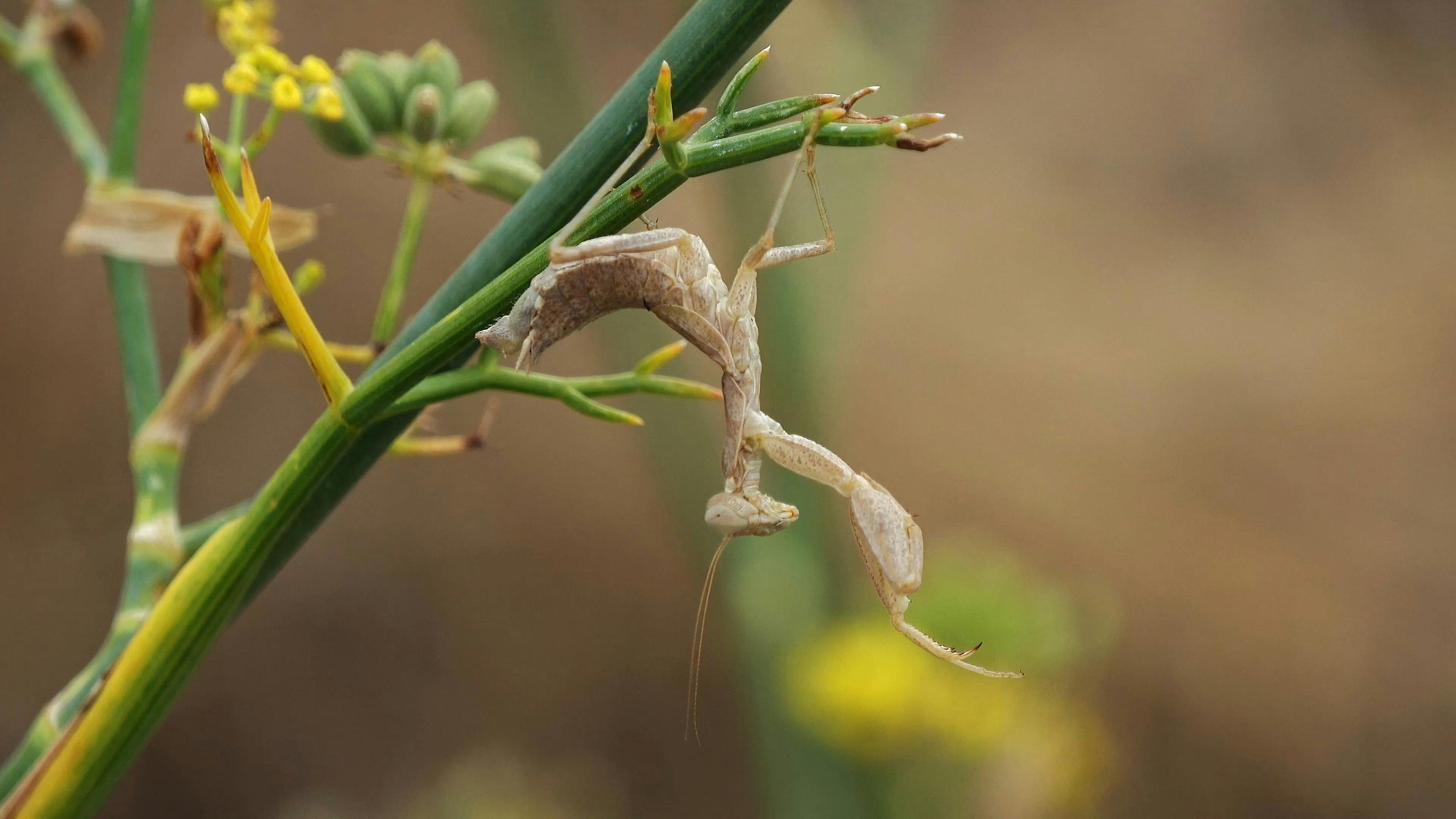 Detailed Mantis Videos, Download The BEST Free 4k Stock Video Footage ...