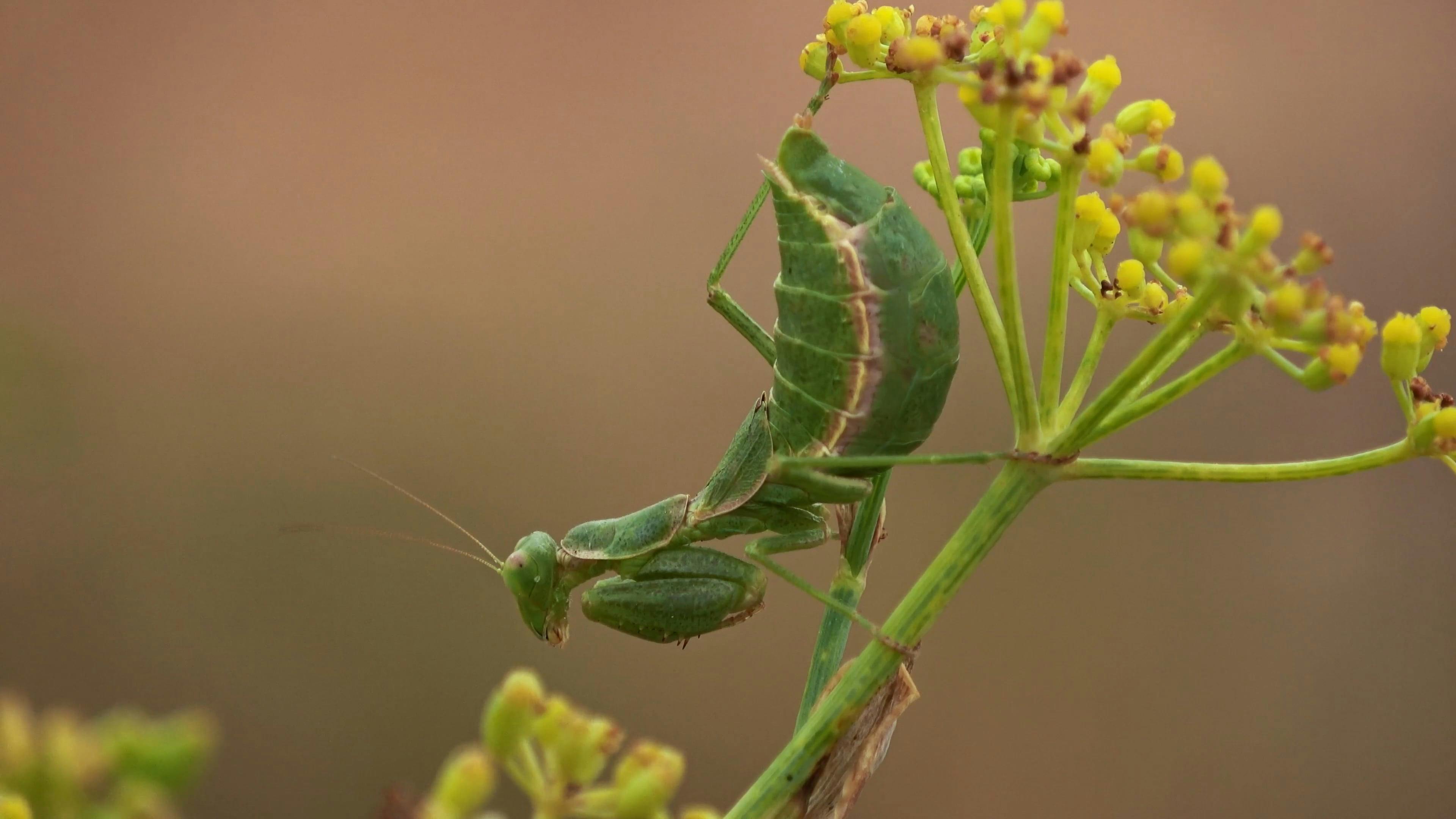 Vídeos de stock gratuitos sobre al aire libre, animal, artrópodo, bicho ...