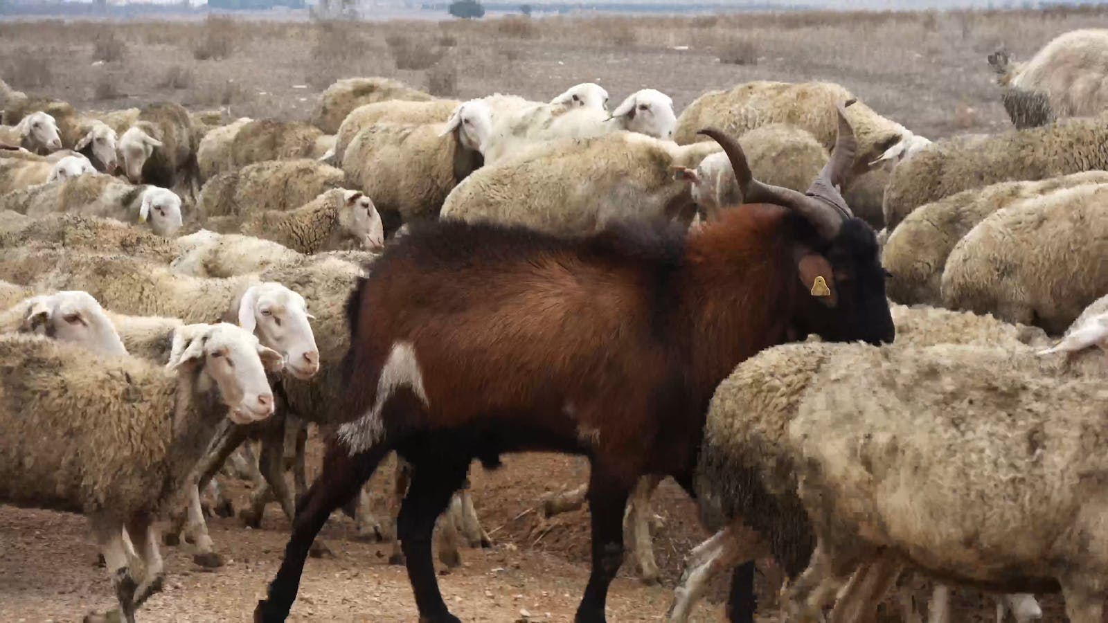 Baby Sheep Videos, Download The BEST Free 4k Stock Video Footage & Baby ...