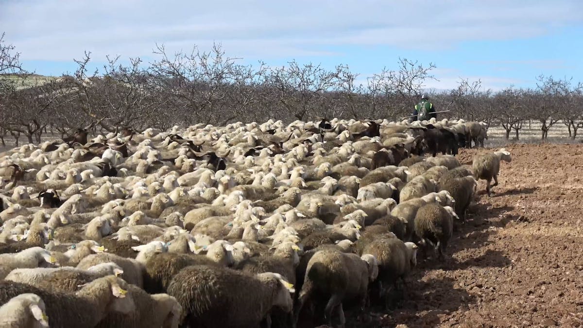 Shepherd And Sheep Videos, Download The BEST Free 4k Stock Video ...