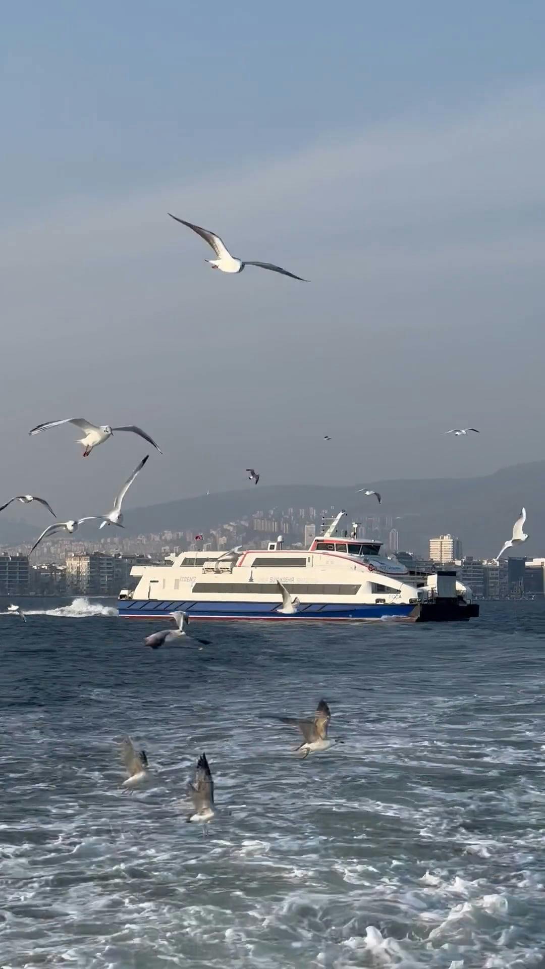 A ferry is traveling through the water with birds flying around it Free ...