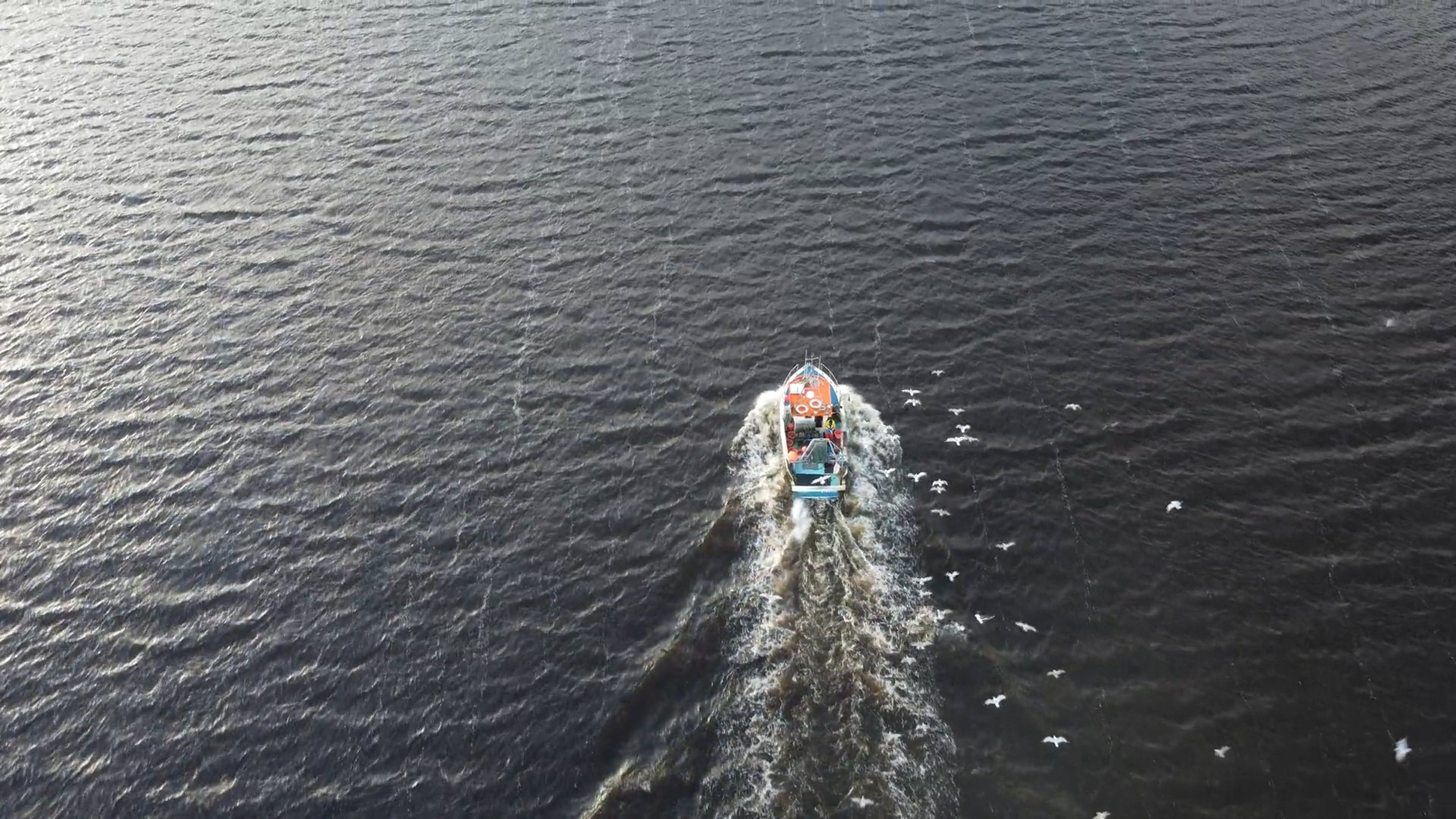 Aerial View of a Flock of Seagulls Chasing a Fishing Boat Free Stock ...