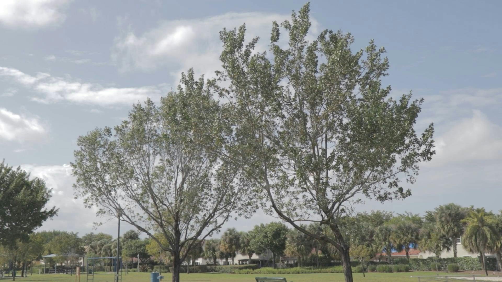 Doral Tree Slow Motion Free Stock Video Footage, Royalty-Free 4K & HD ...