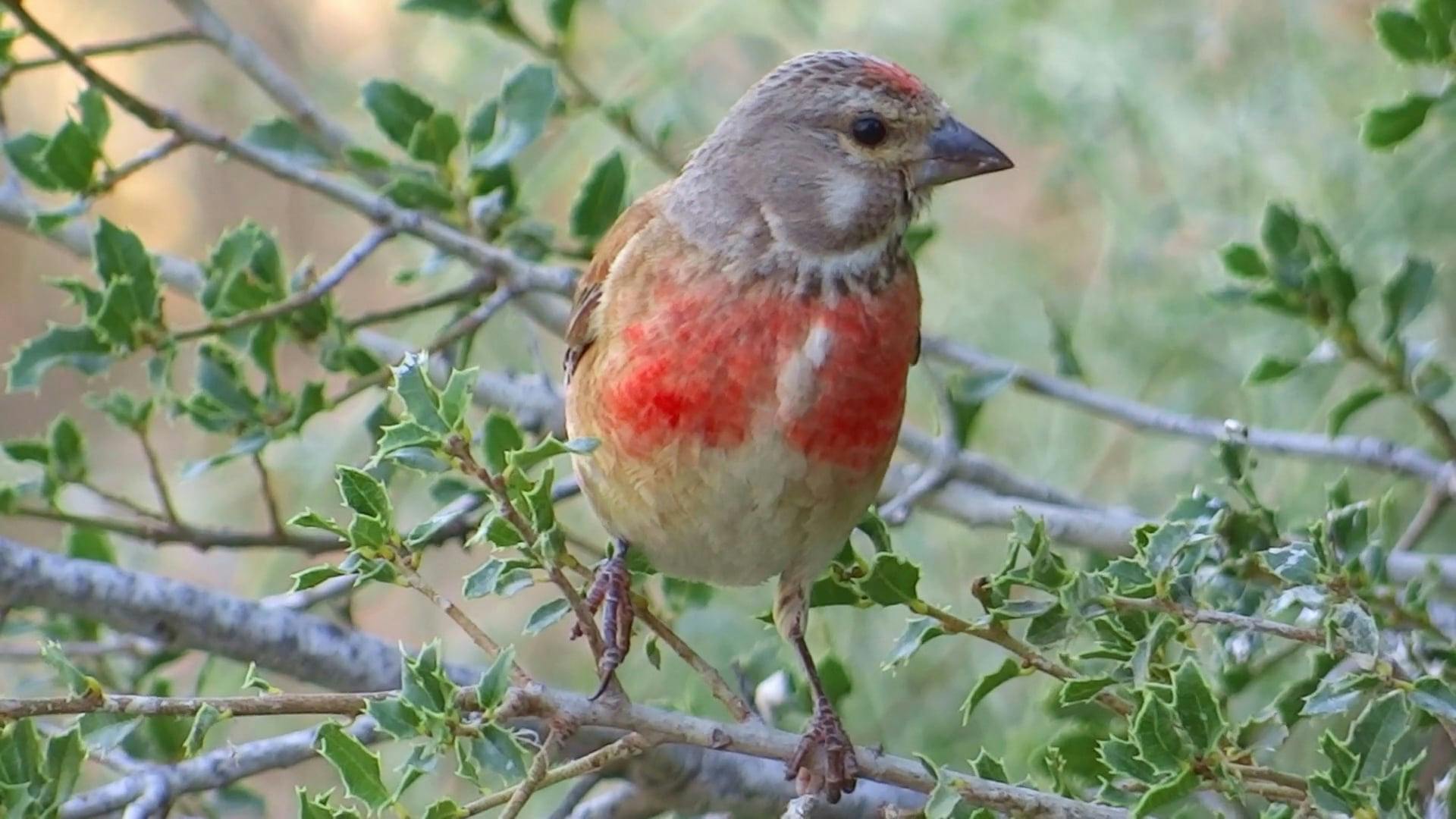 Pardillo común macho Free Stock Video Footage, Royalty-Free 4K & HD ...