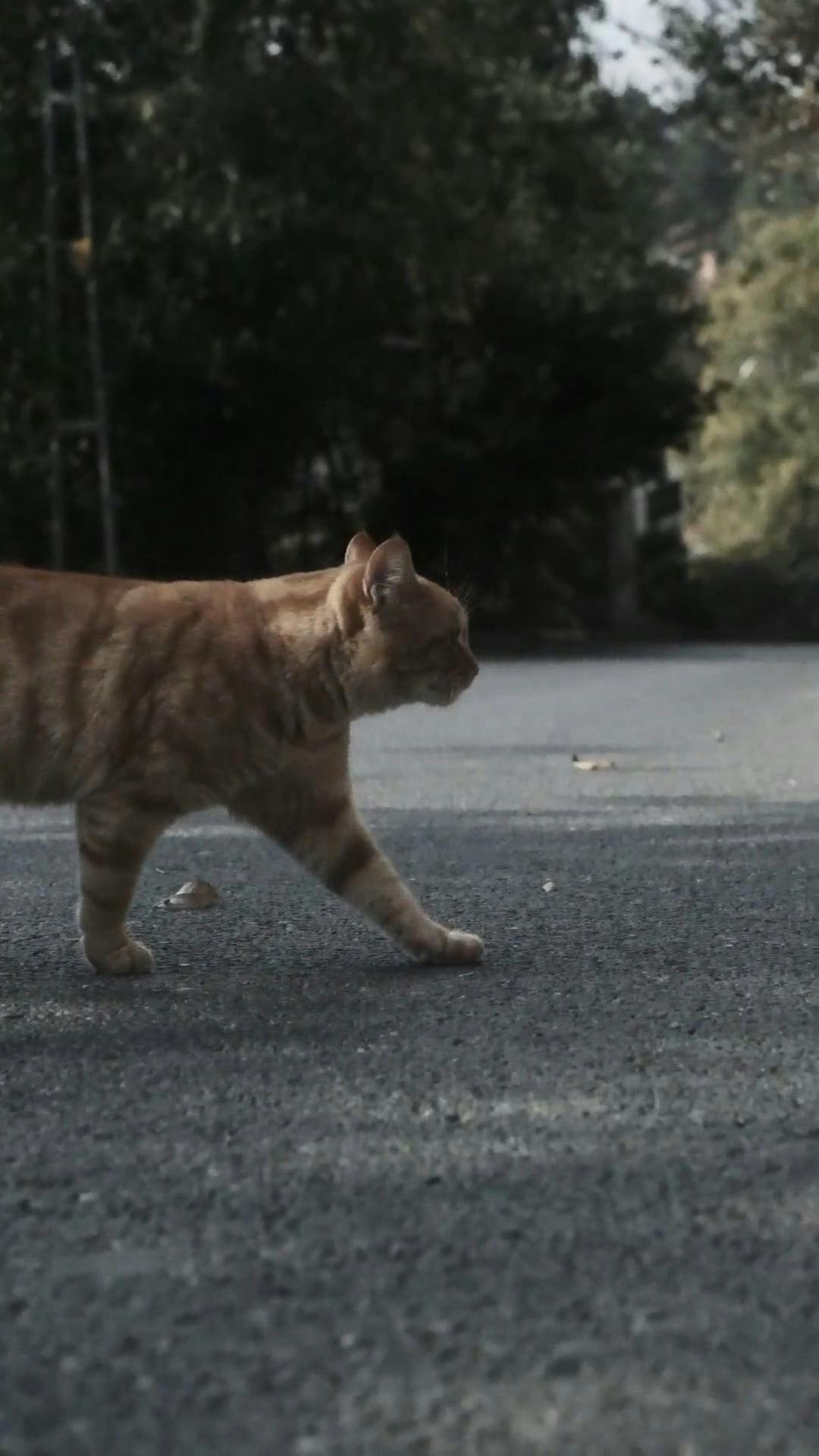 City Of Cats Videos, Download The BEST Free 4k Stock Video Footage ...